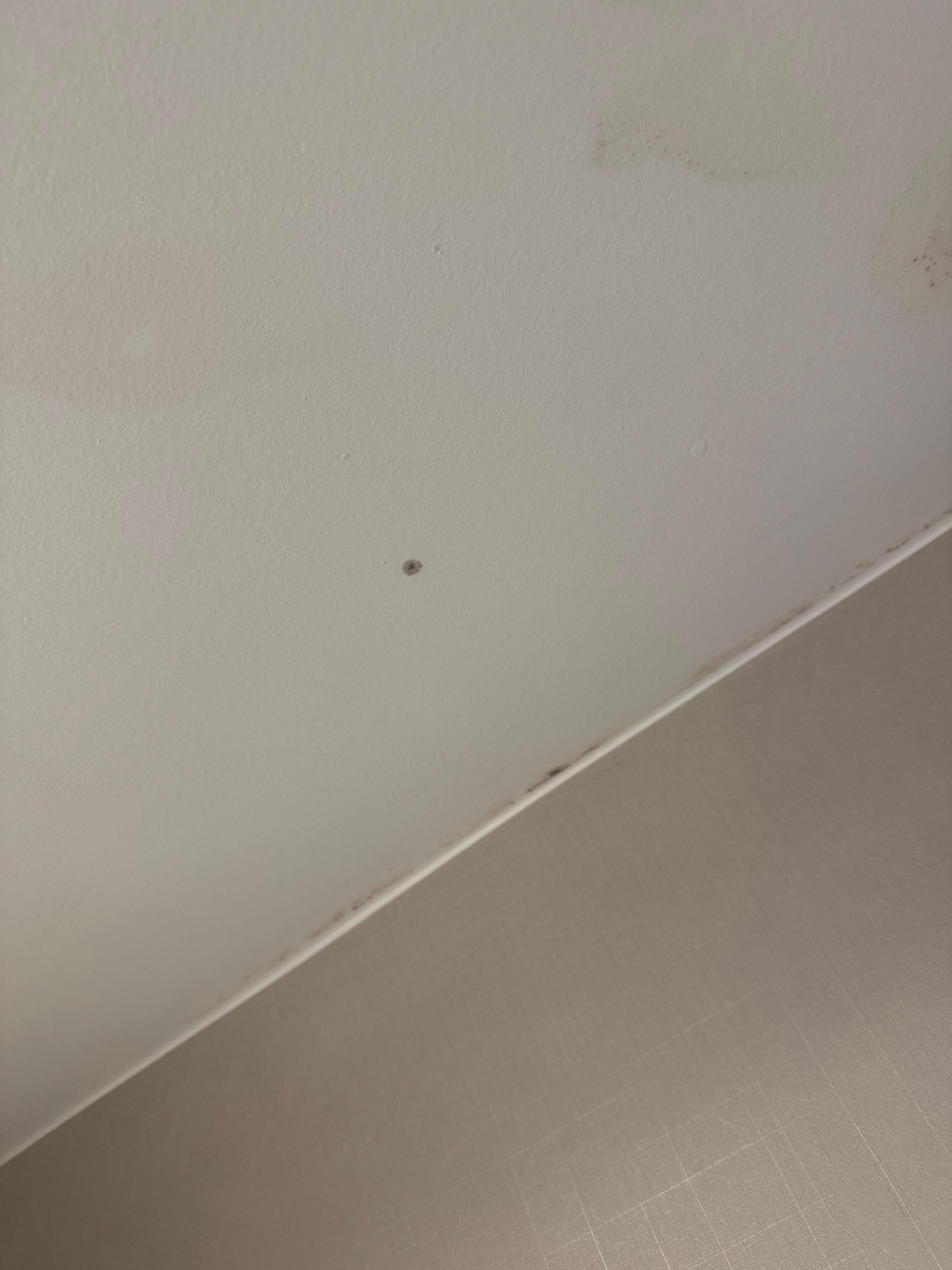 Mold in shower