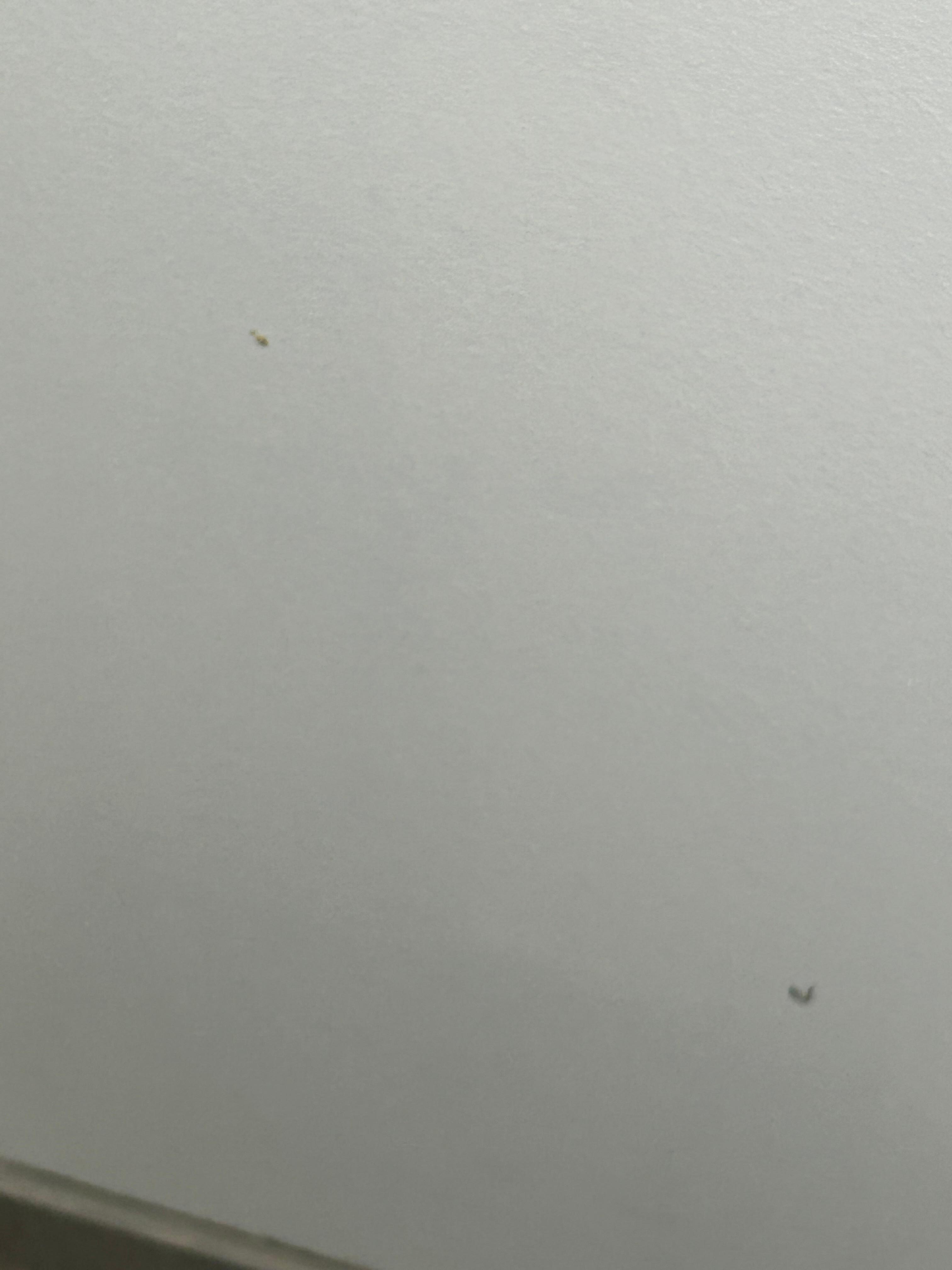 Mold