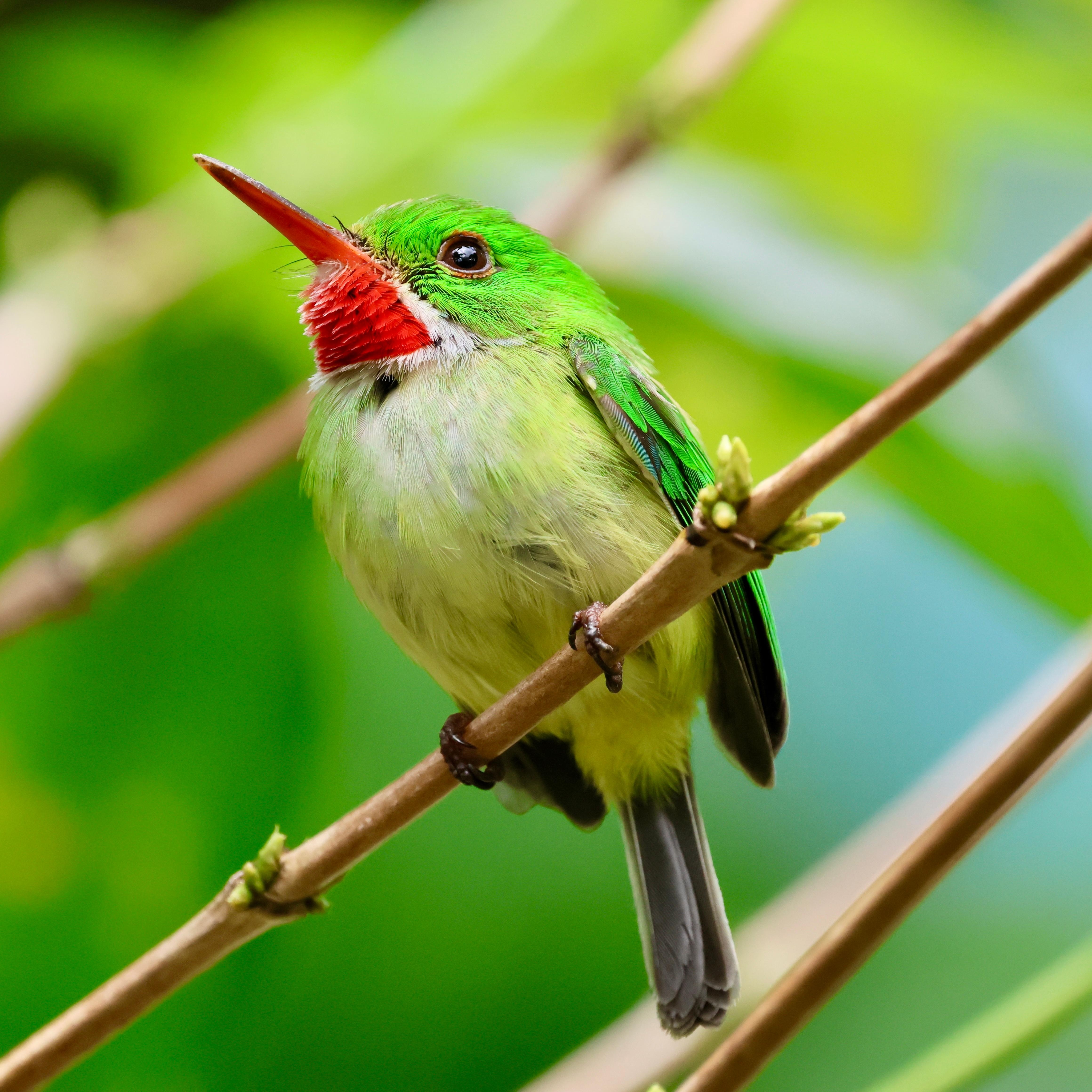 Jamaican Tody in the garden