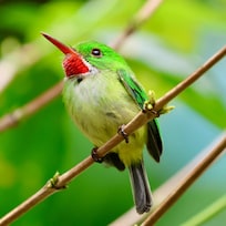 Jamaican Tody in the garden