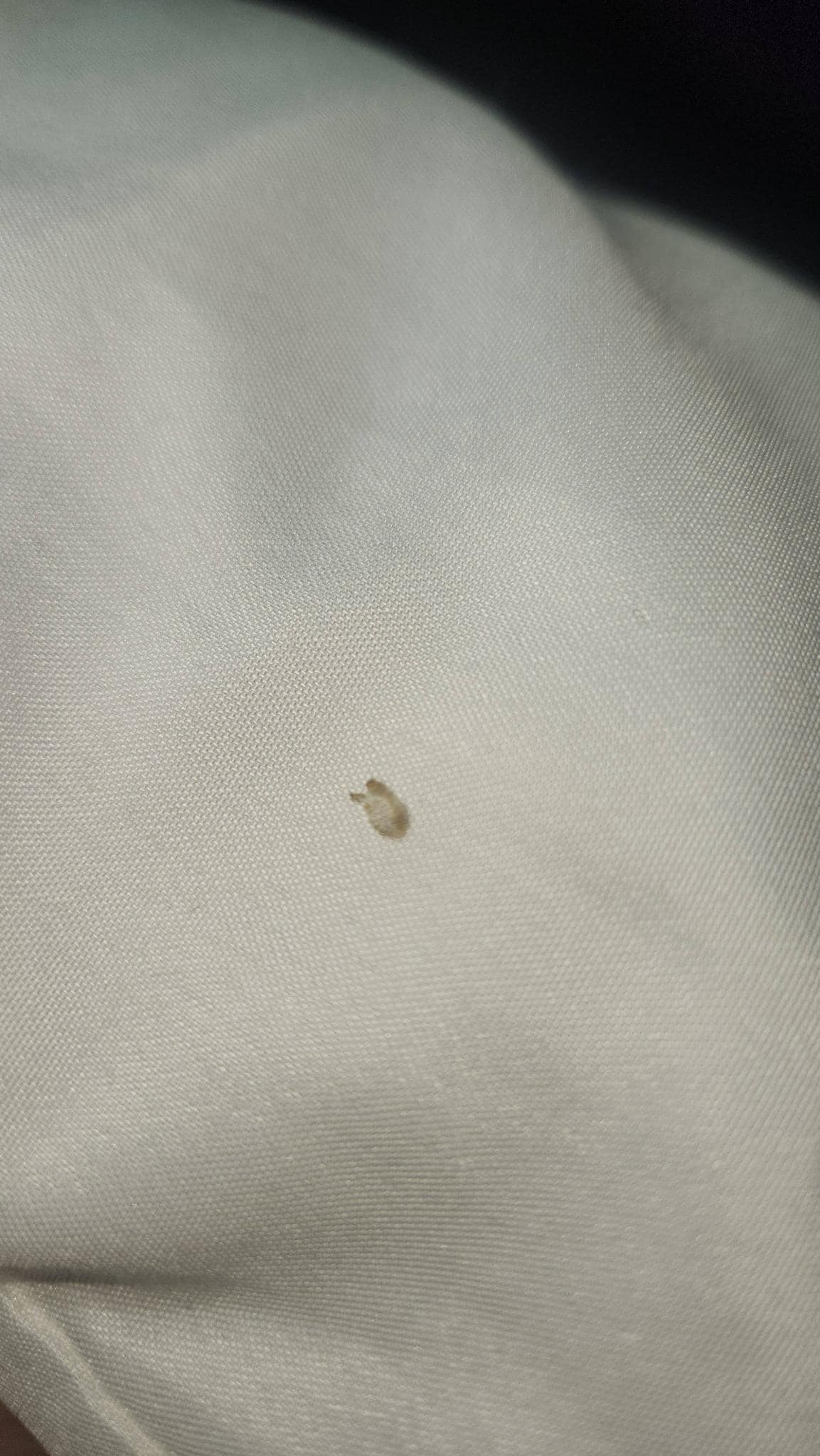 Bed bug shell casing