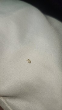 Bed bug shell casing
