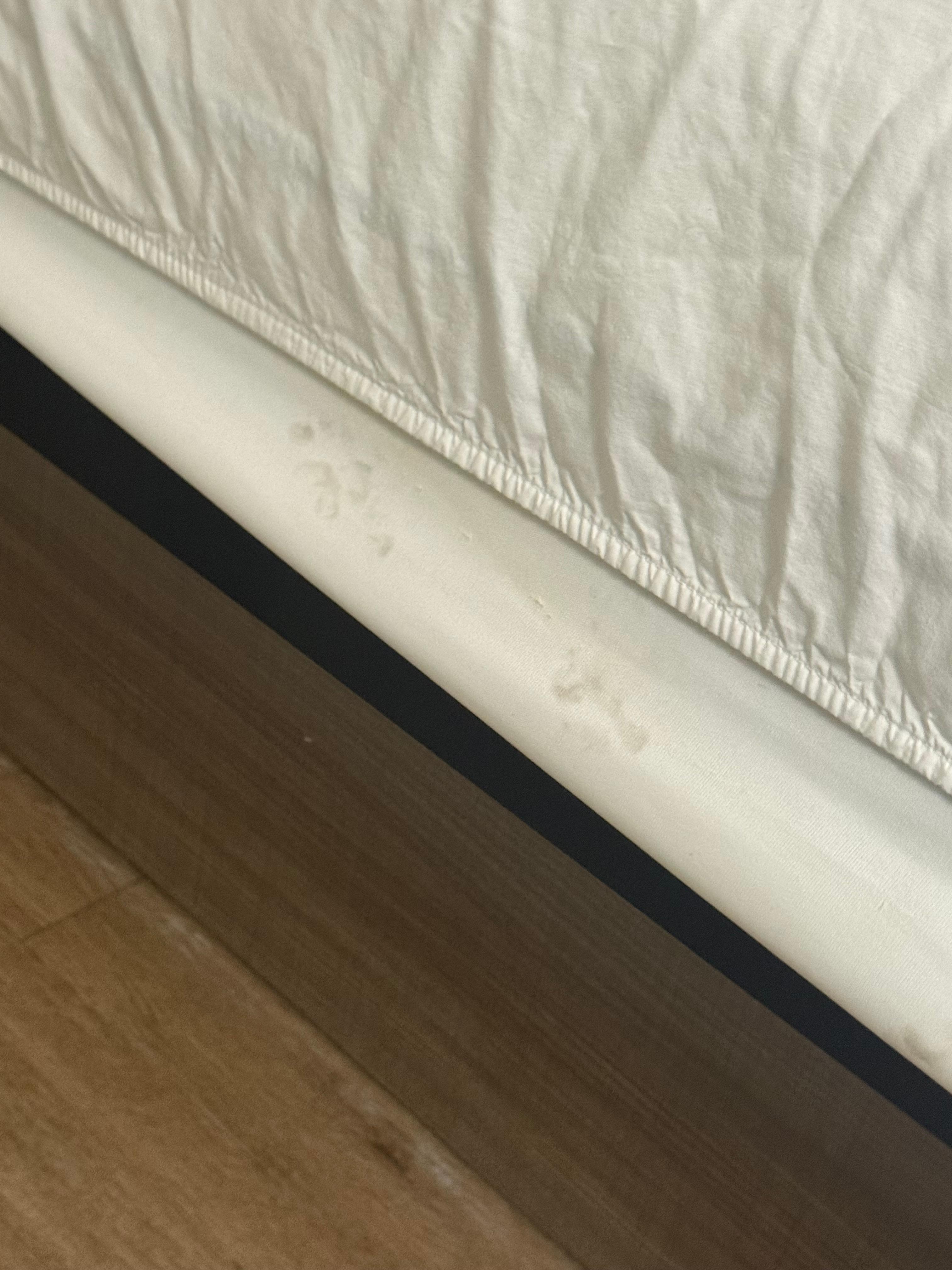 Dirty paw prints ( we did not bring a dog) 