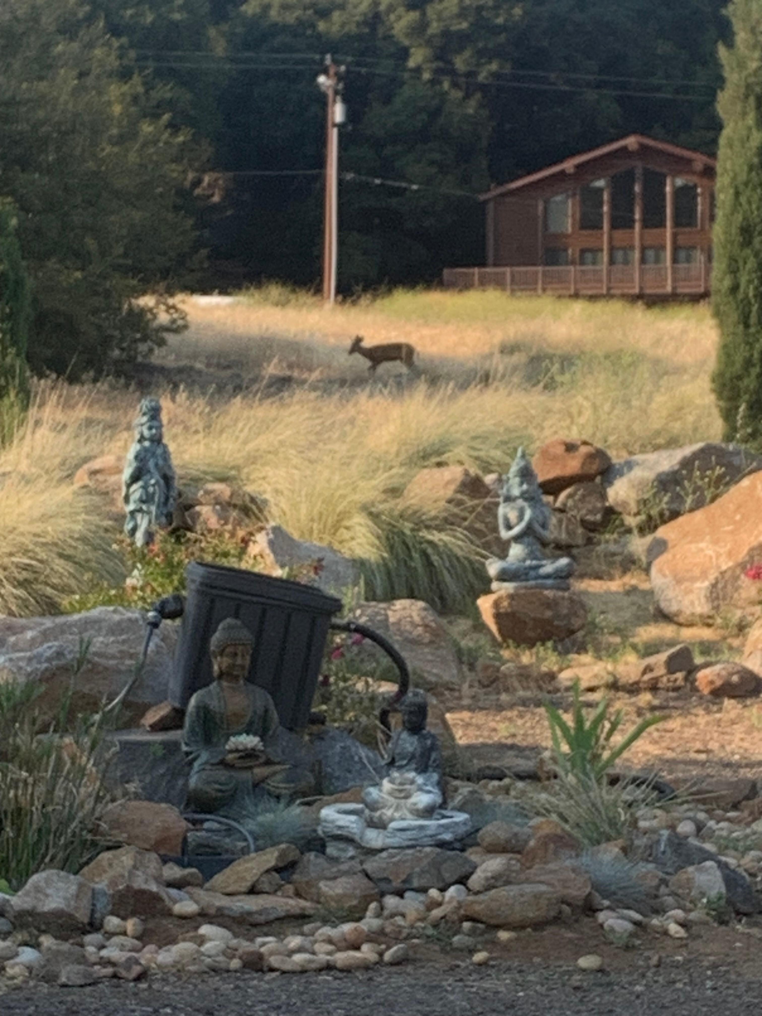 Deer