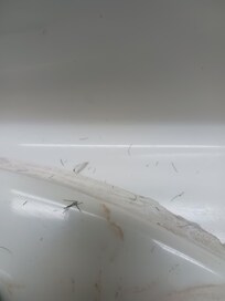Hair all inside of tub