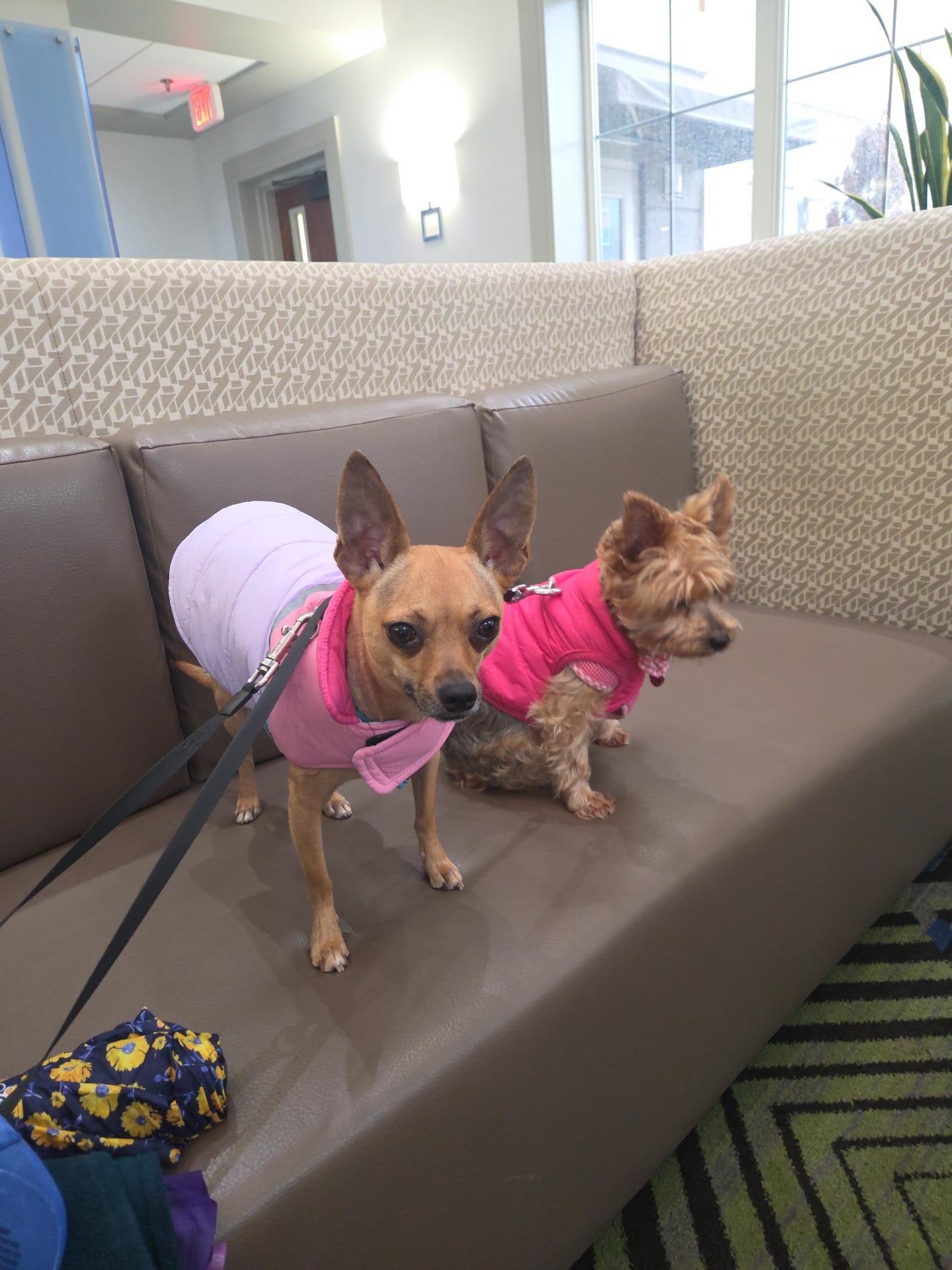 Our doggies enjoyed watching football in the lobby with us. 