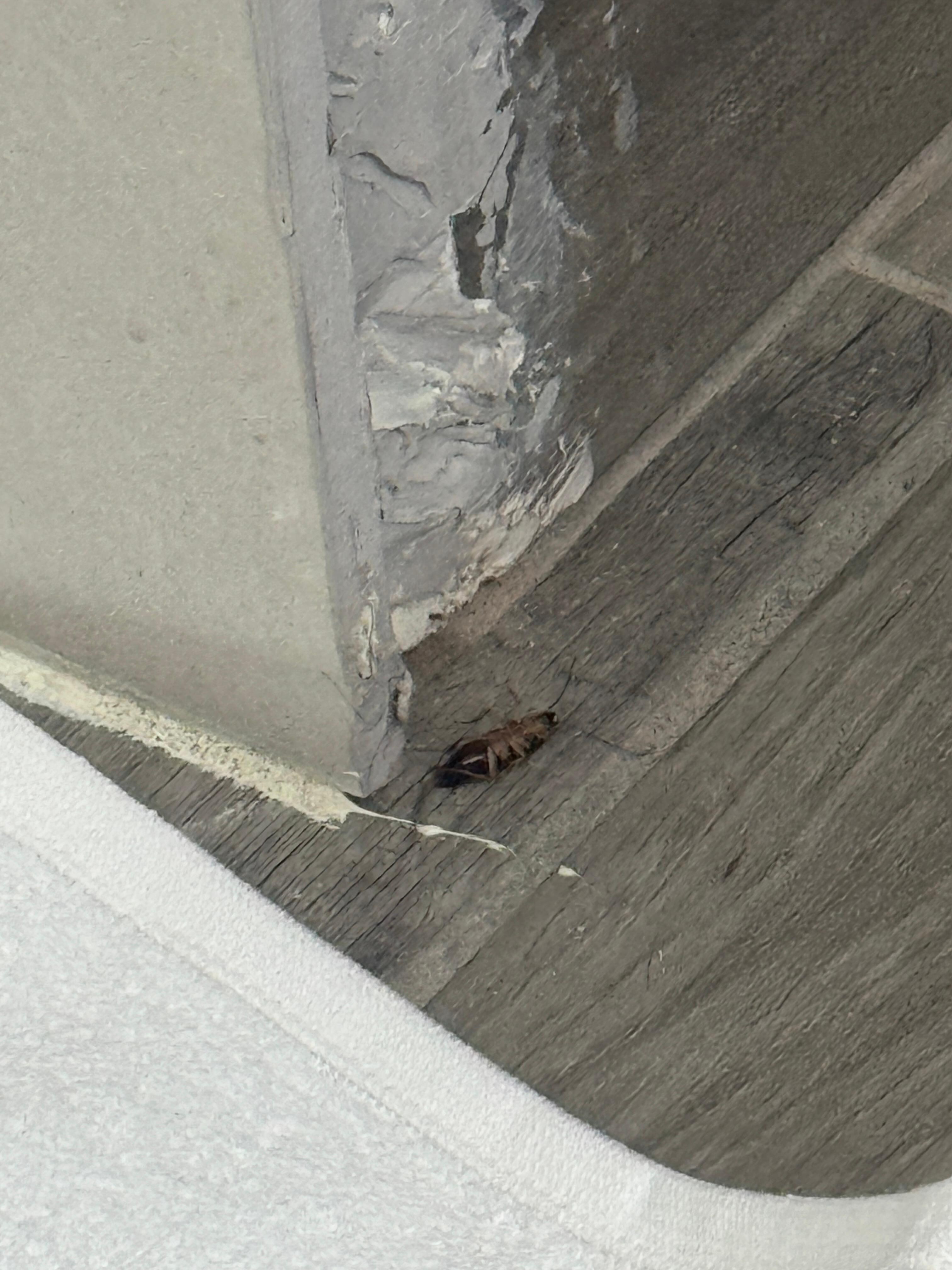 Dead roaches