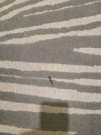 Burn marks on carpet