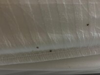 Bed bugs