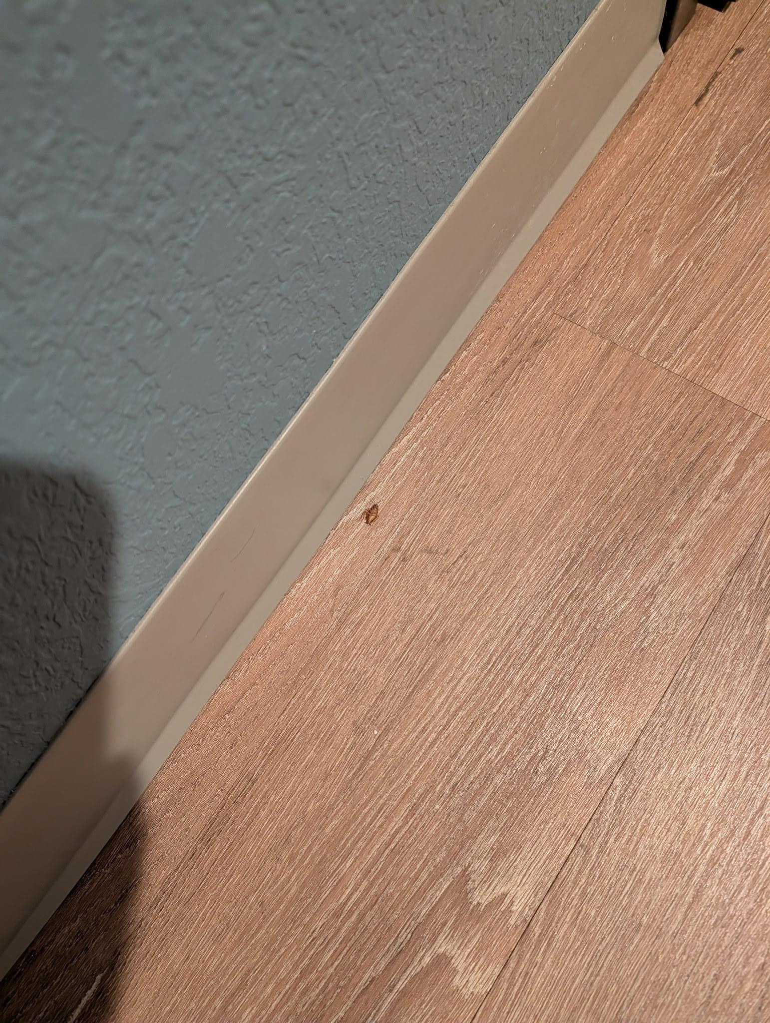 Roach 