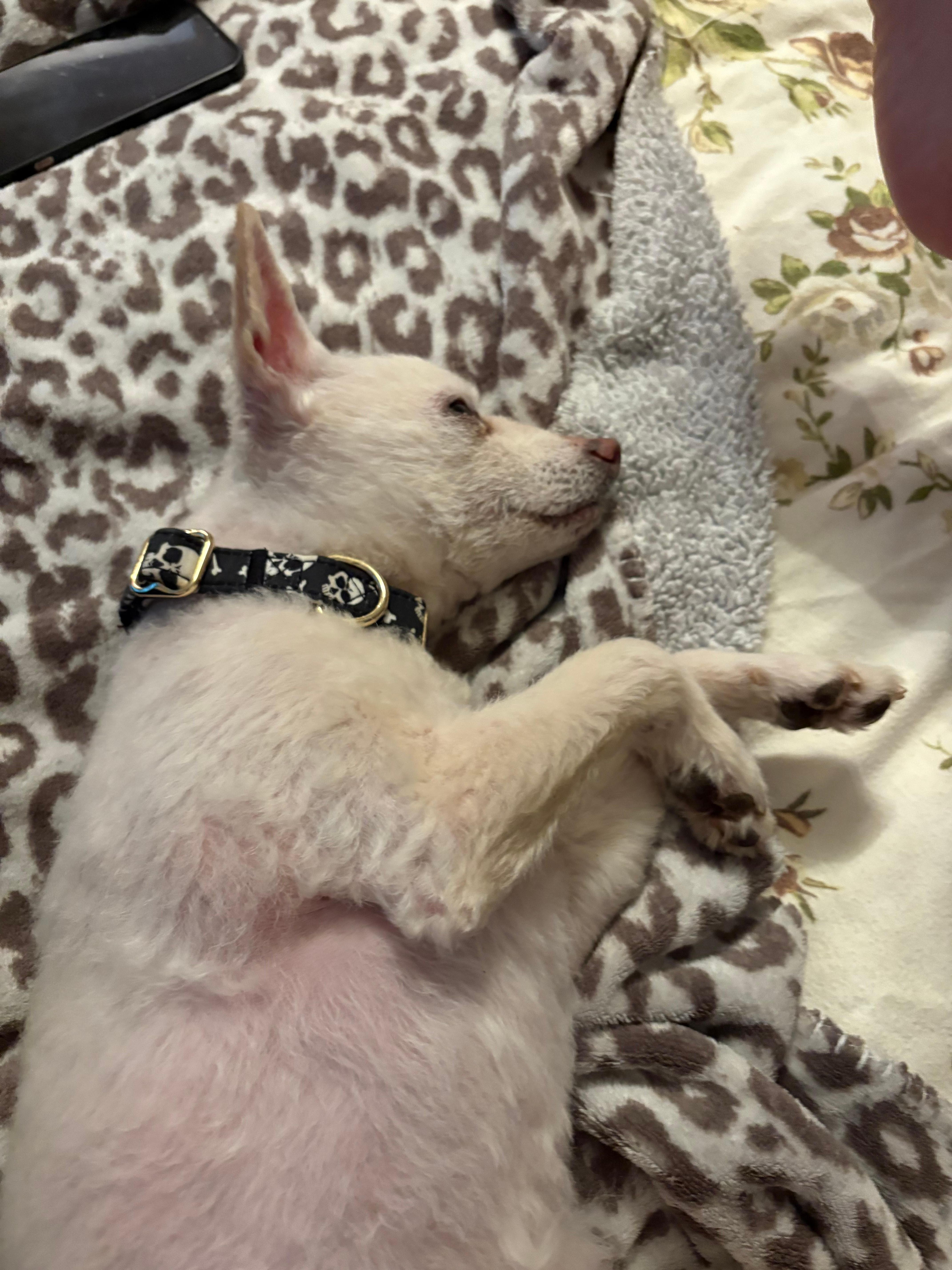 But we tired him out