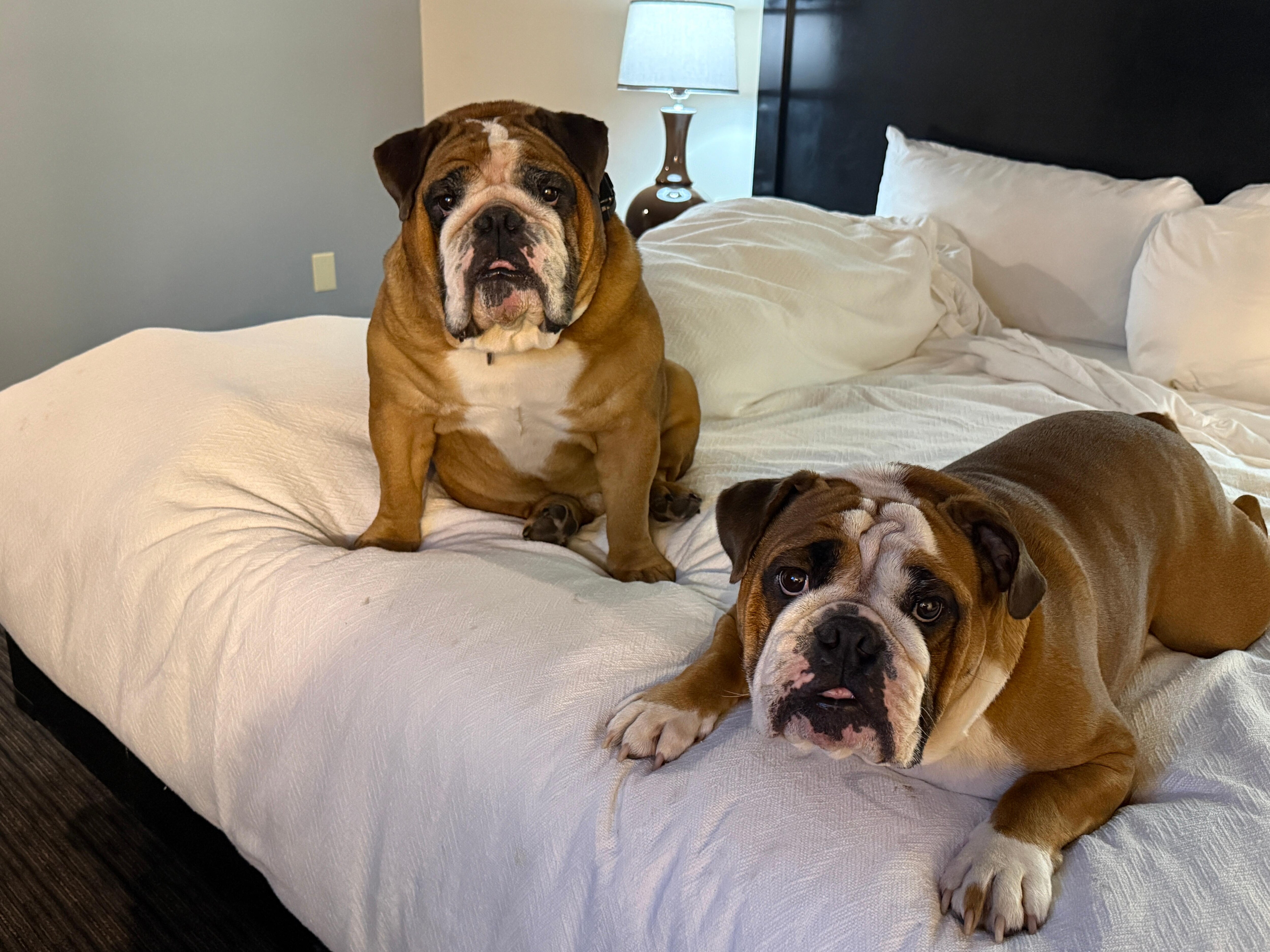 Our two boys, Rudy and Jamison, enjoying the big king size bed