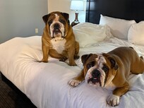 Our two boys, Rudy and Jamison, enjoying the big king size bed