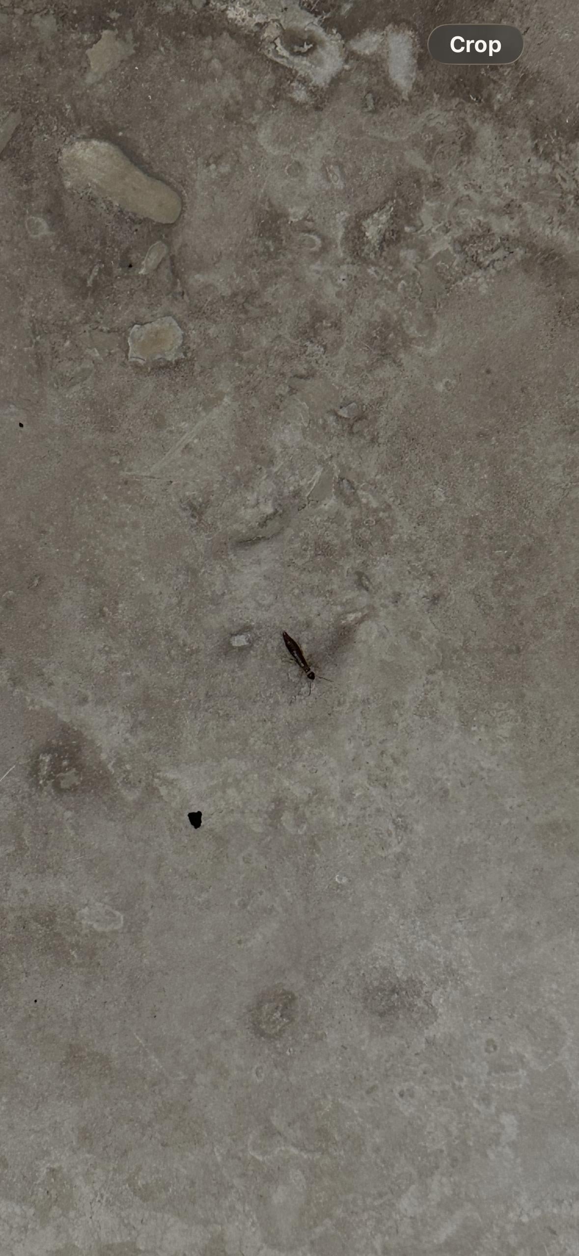 Earwigs in bathroom 