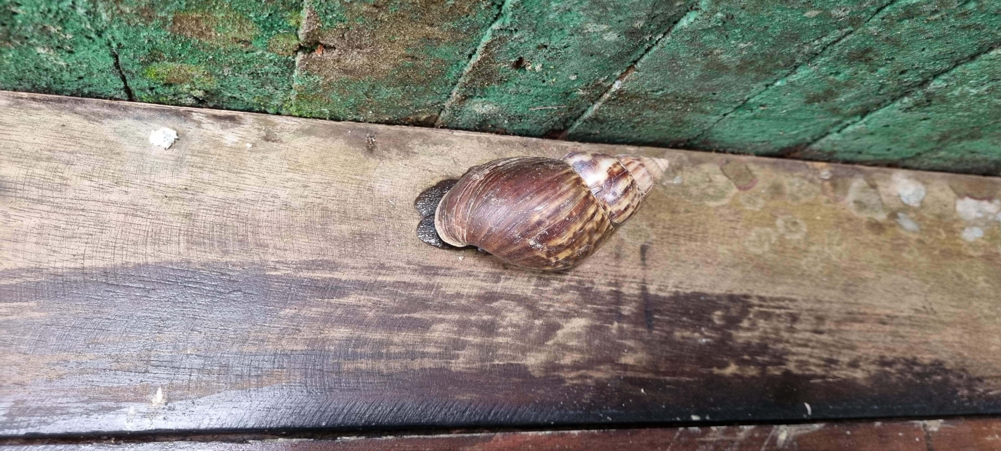 Snail