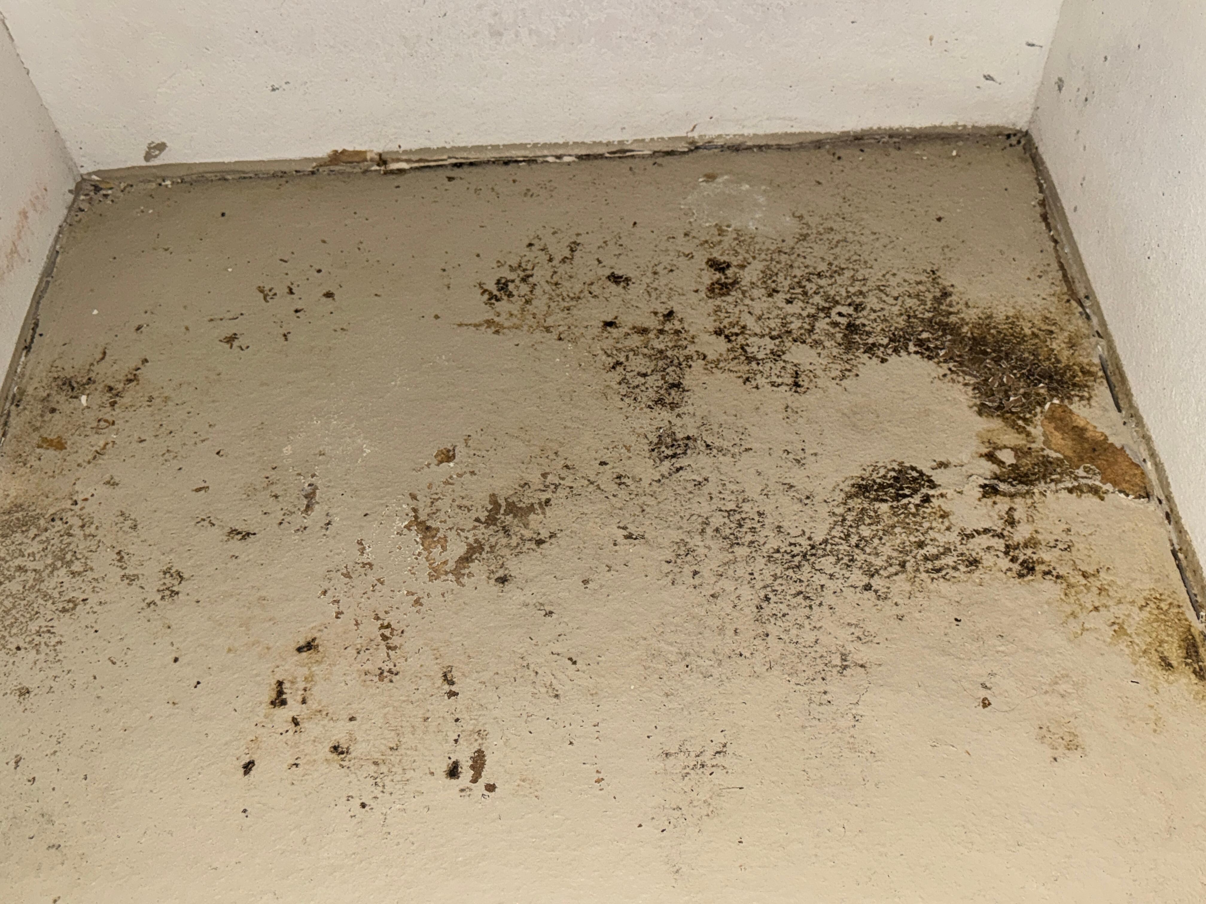 Under the sink, mold which can cause permanent brain damage