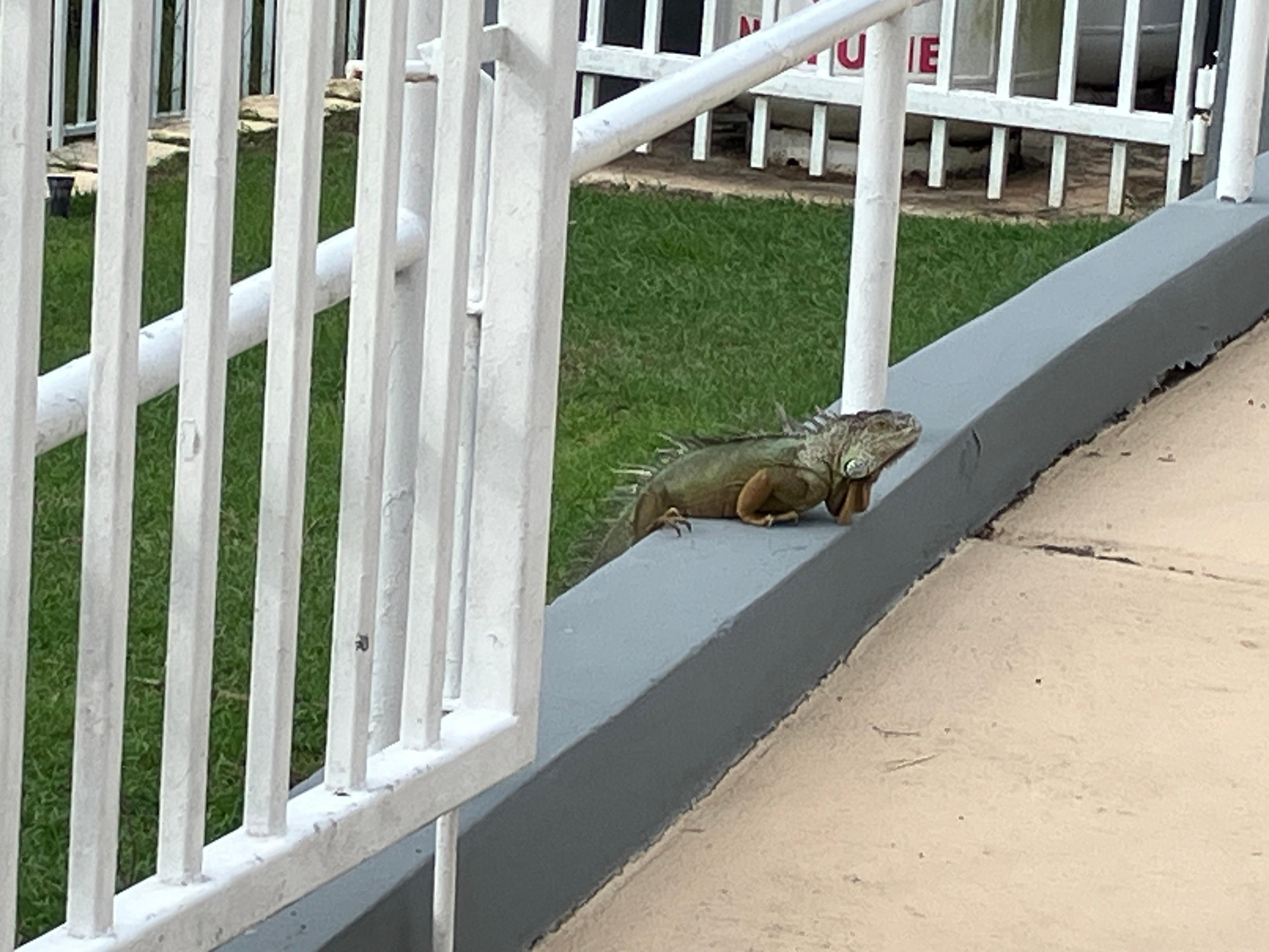 Iguana at facility 
