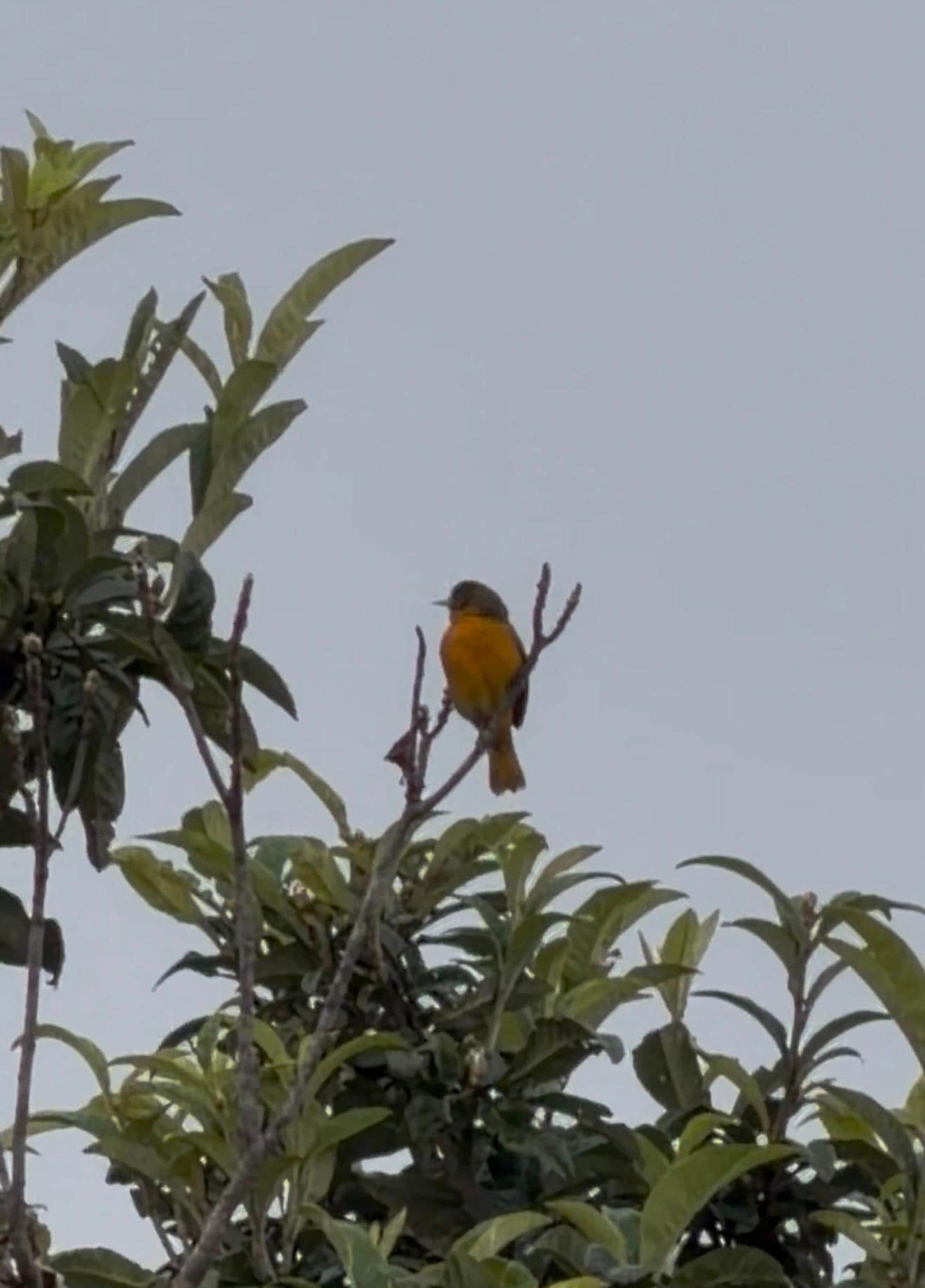 Taken from upstairs seating 