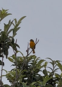 Taken from upstairs seating