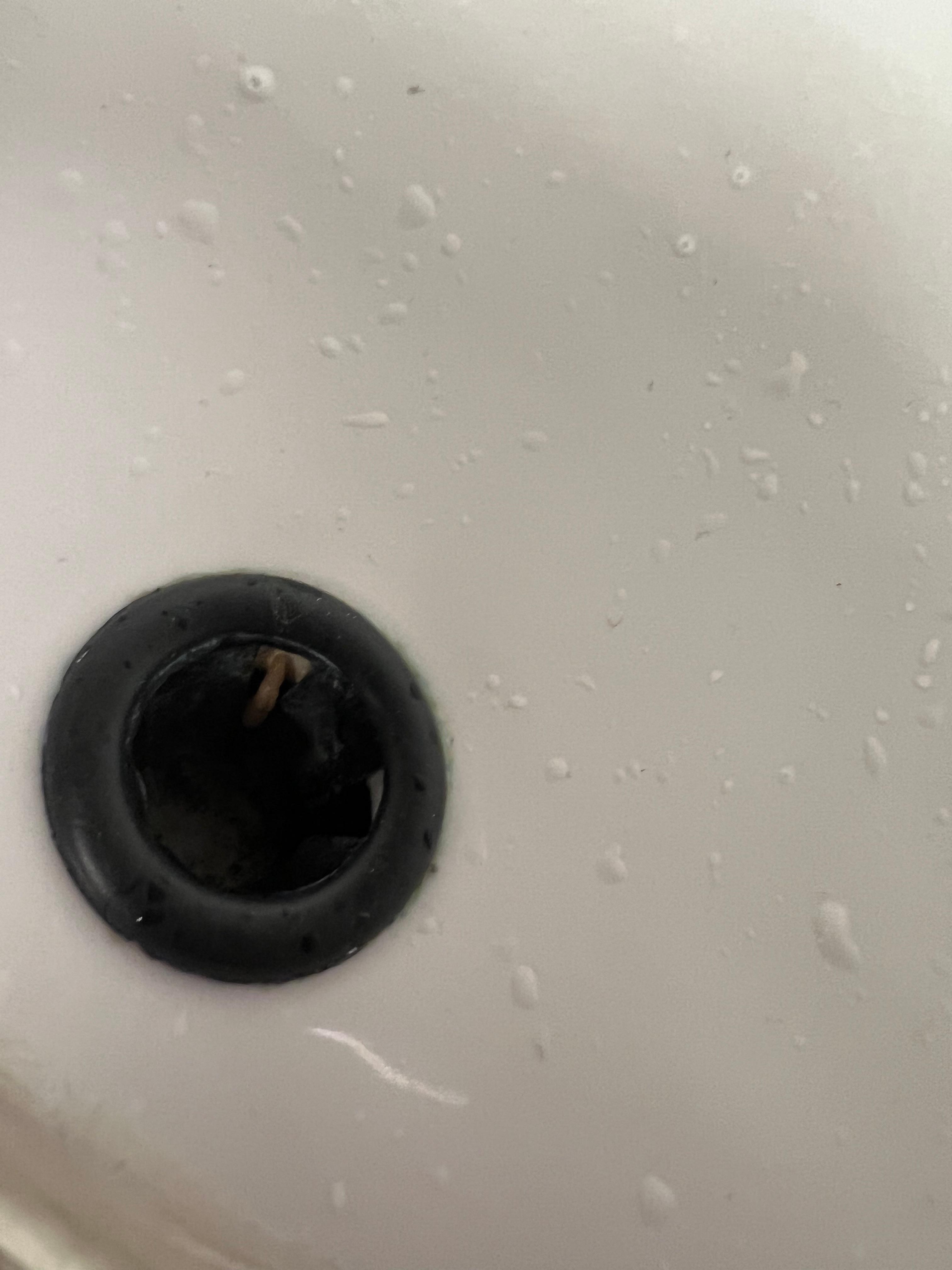 Maggot in sink