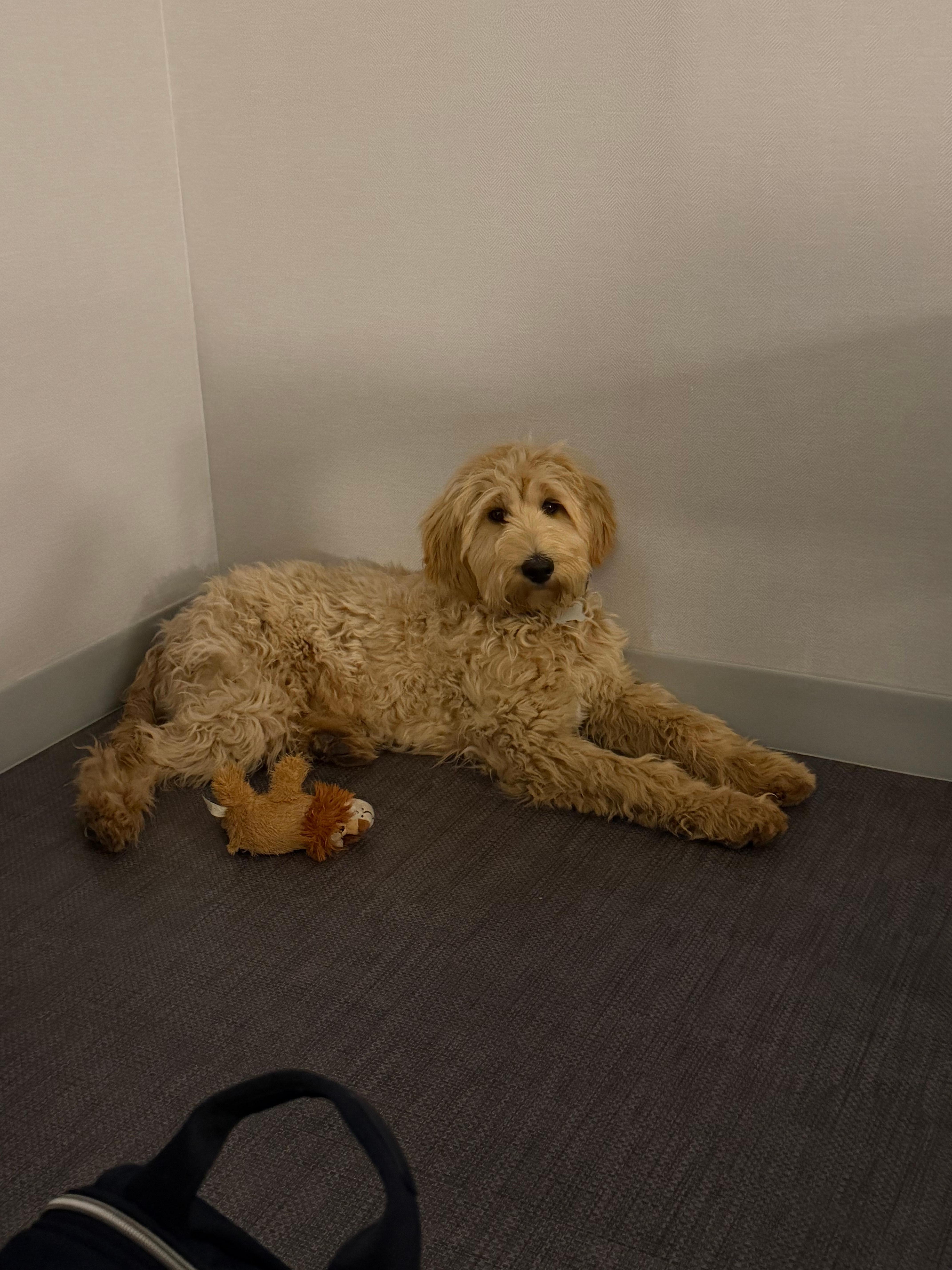 Very pet friendly room!