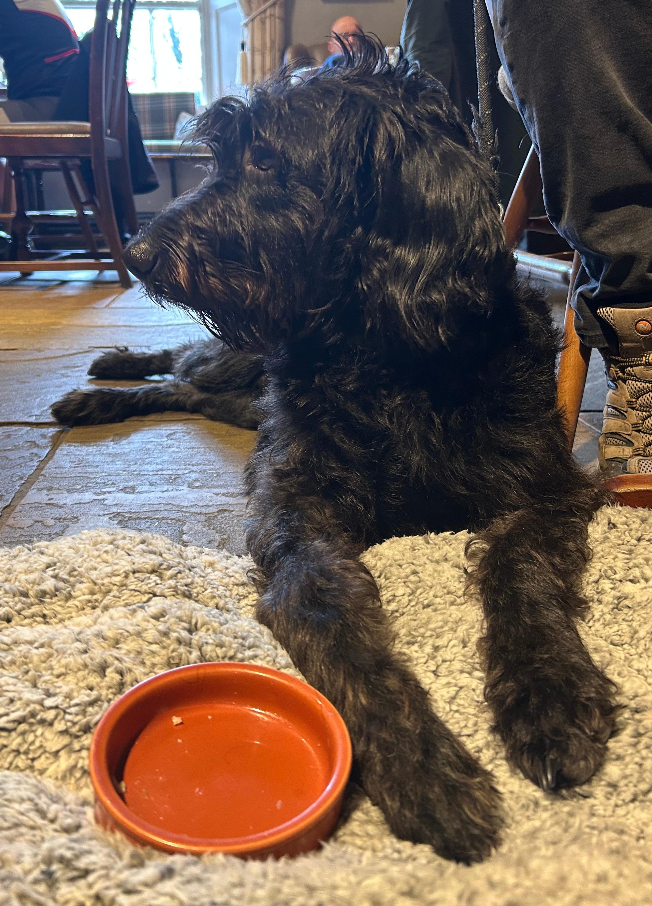 Clean bowls at breakfast! A very dog-friendly stay, thank you.