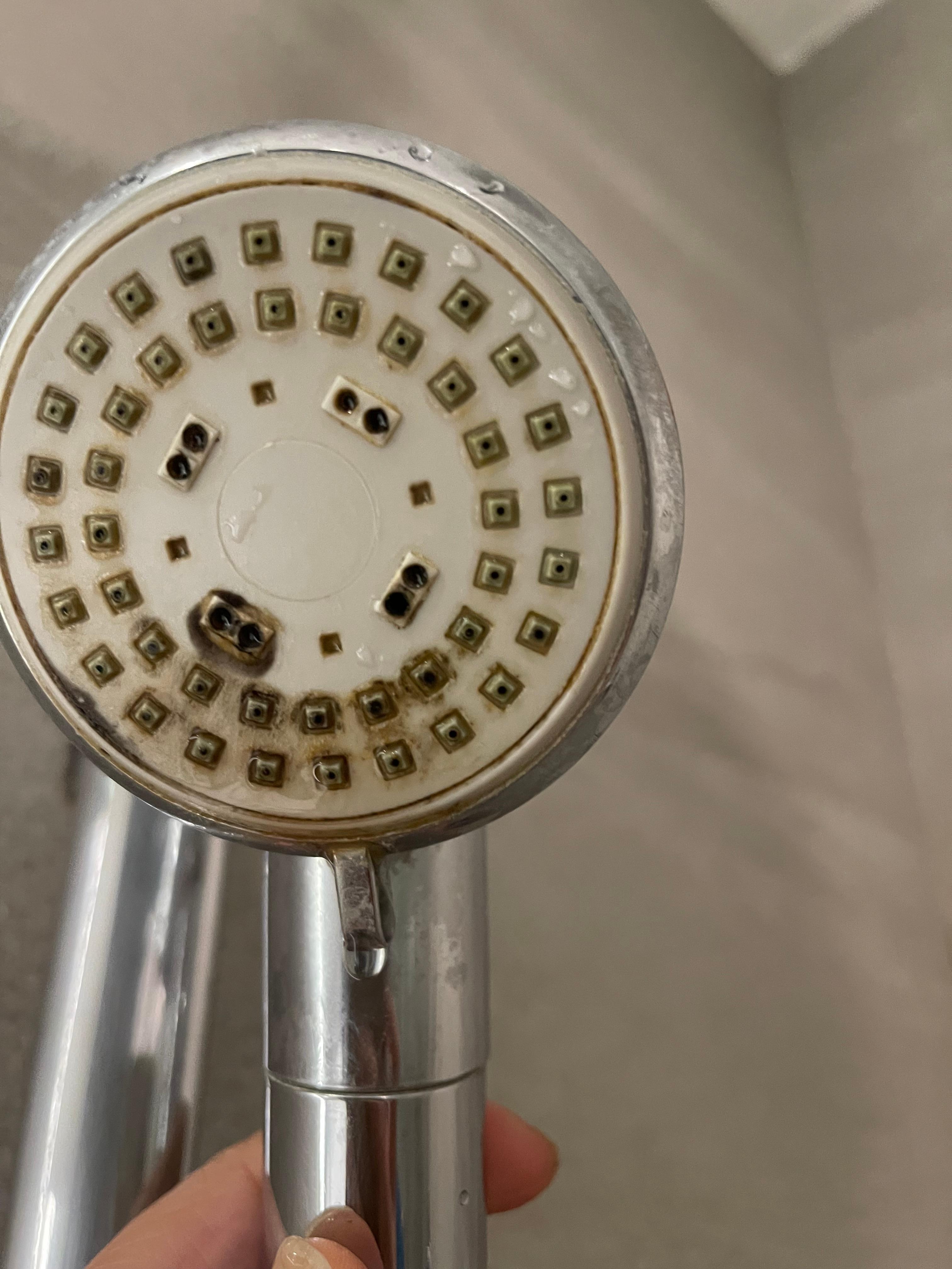 Noted mold on the hand held shower head .
