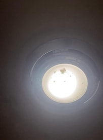 Dead bugs in bathroom ceiling light
