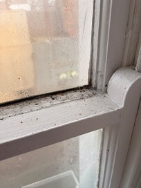Mouldy window