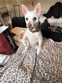 Excited pooch loved the room