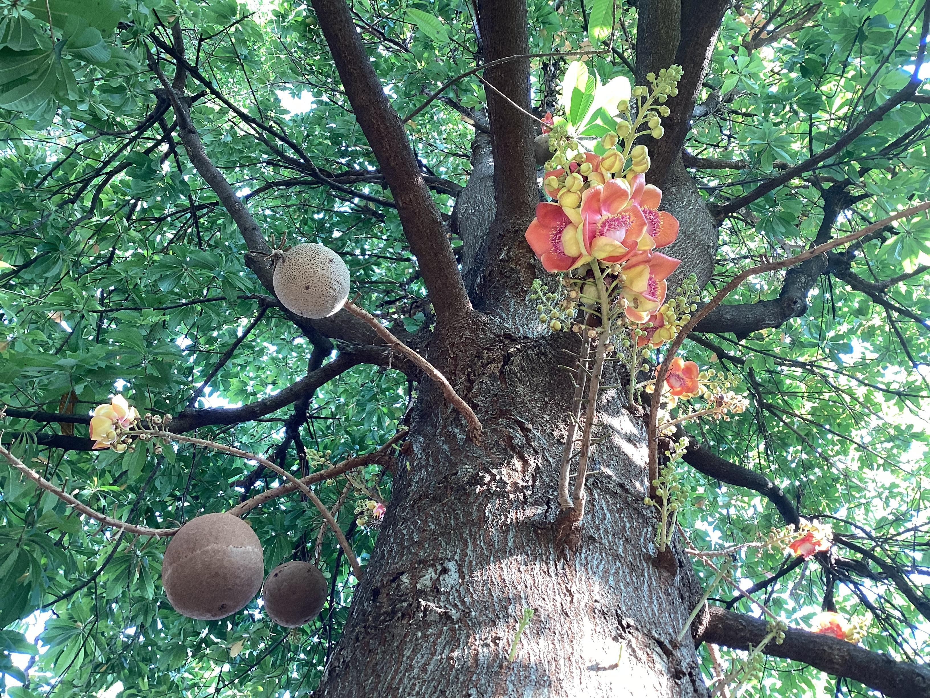 庭に植ってある大きな木