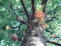 庭に植ってある大きな木