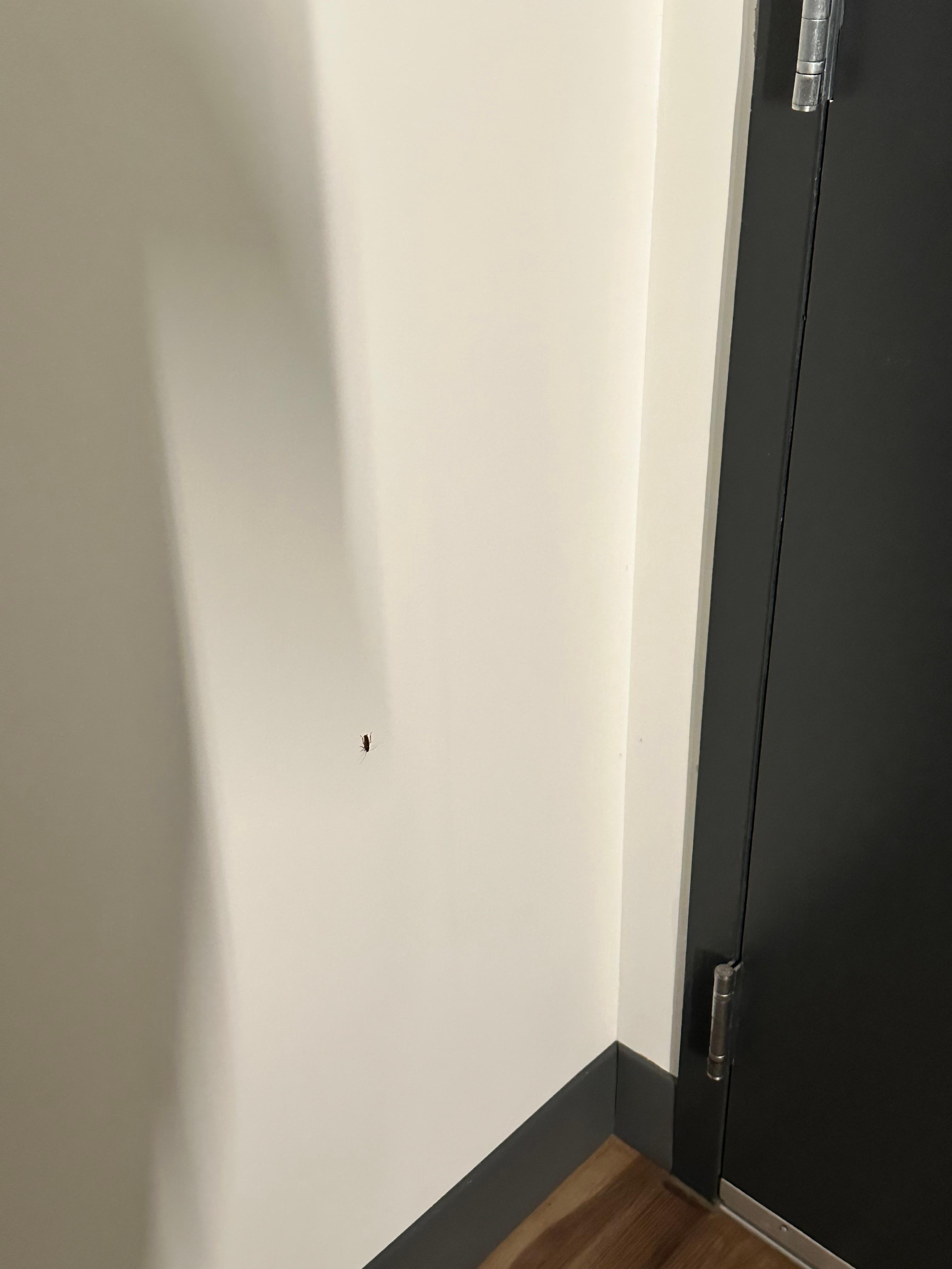 Roach on wall by door 