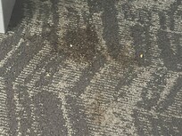 Carpet had so many stains