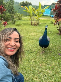 Tienen pavoreales en libertad