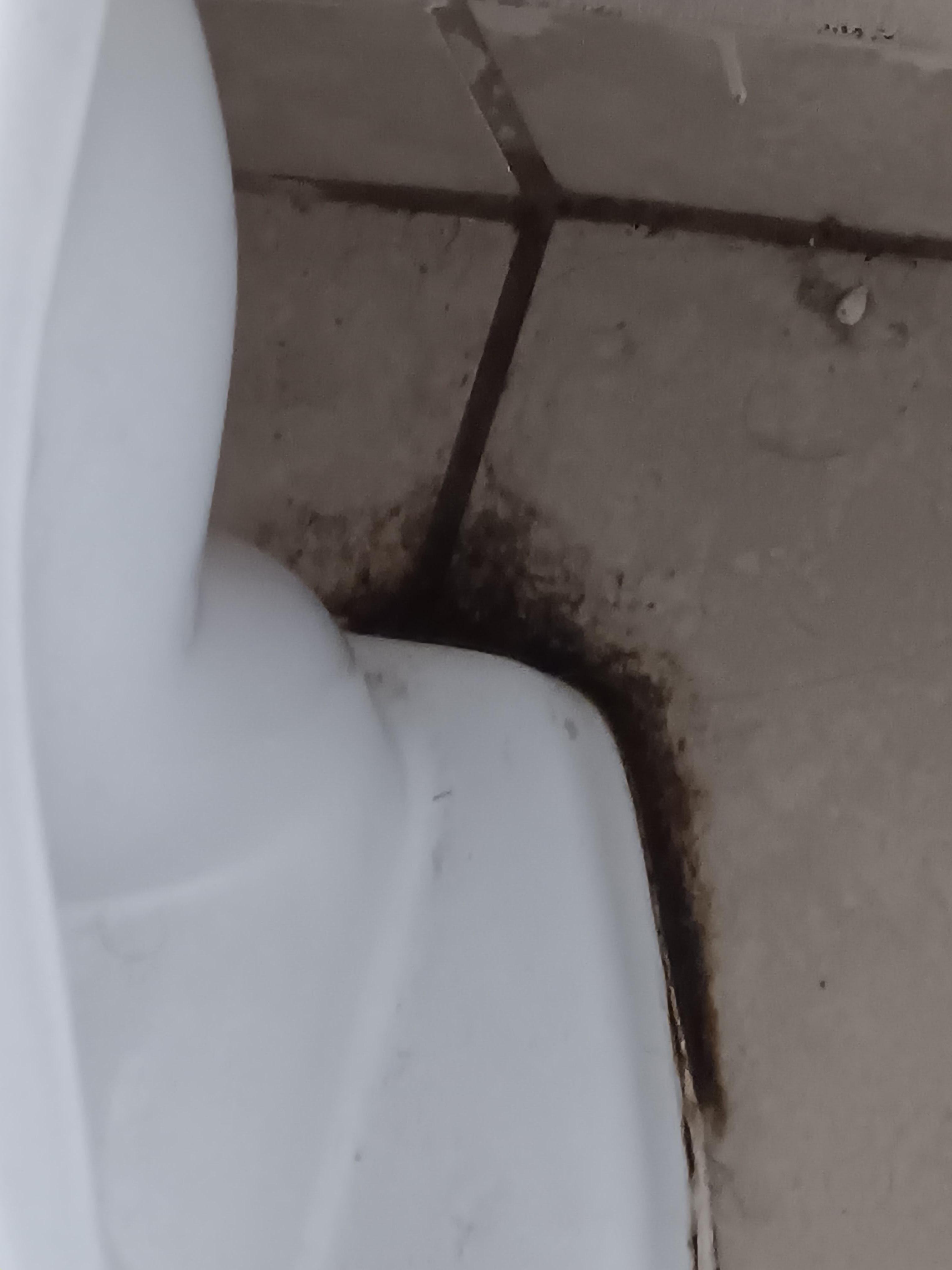 mold behind toilet