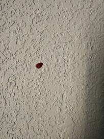 Blood on the wall