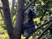 Koala outside room