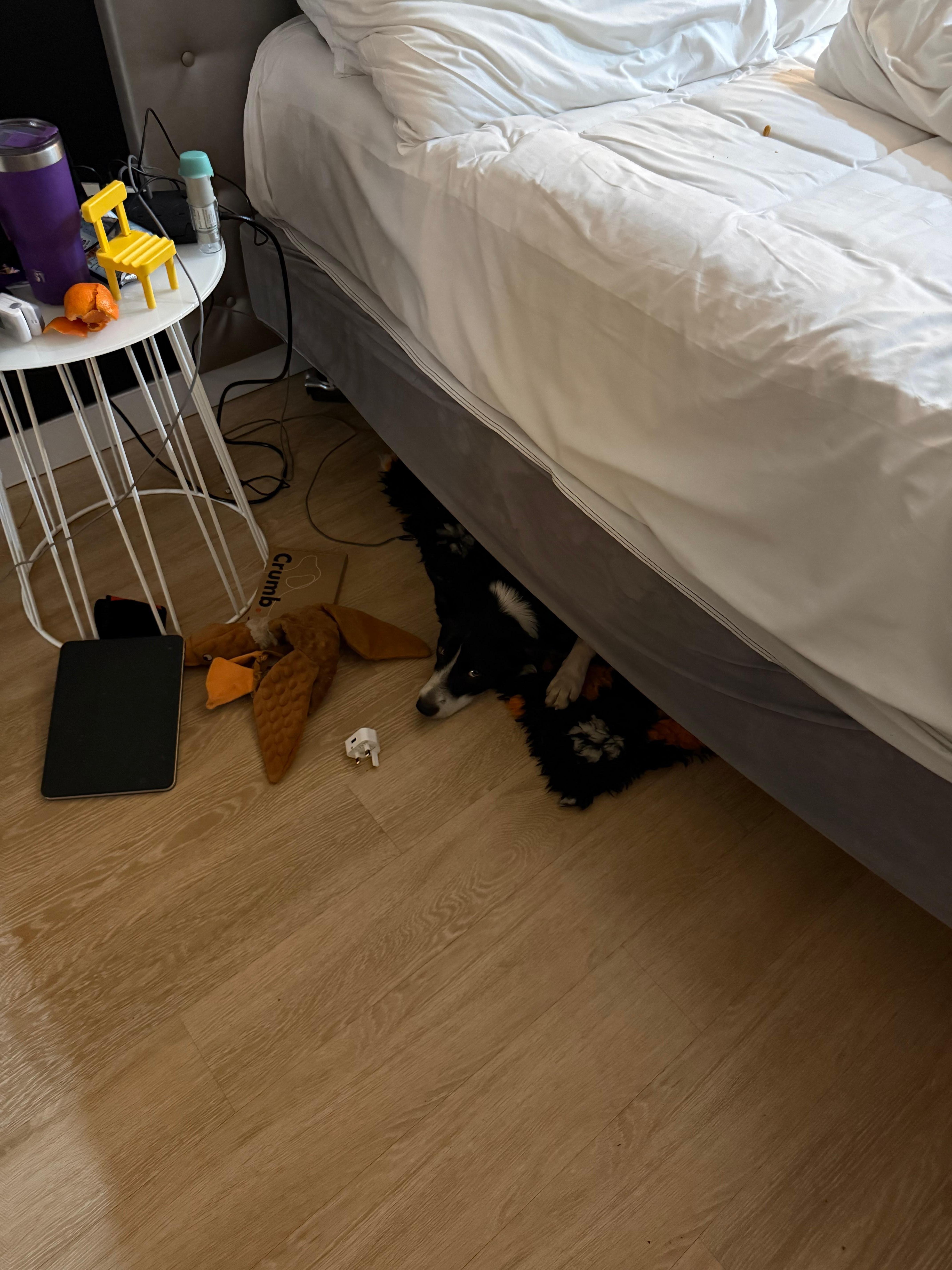 My assistance dog was very happy to hide under the bed. 