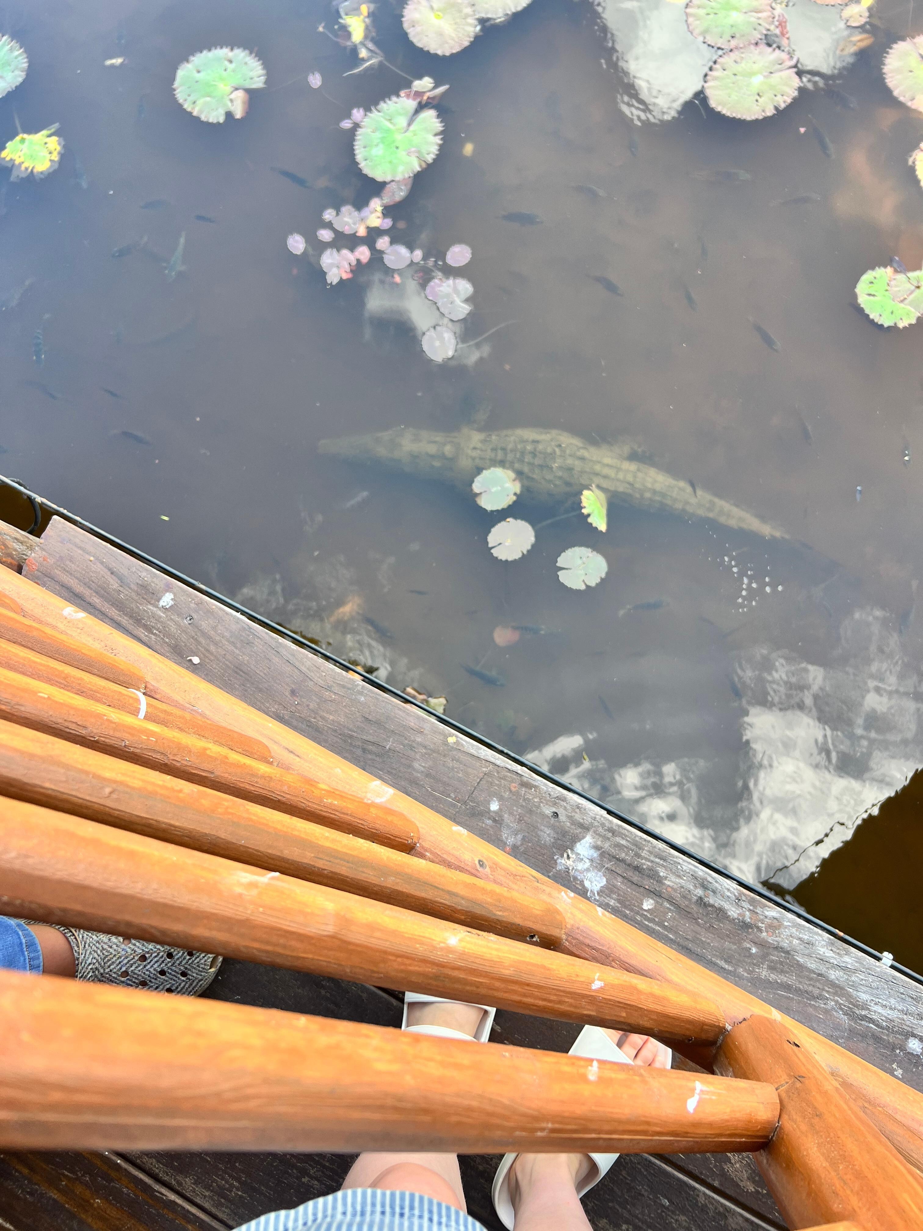 Crocodile off the deck at Aa’kat