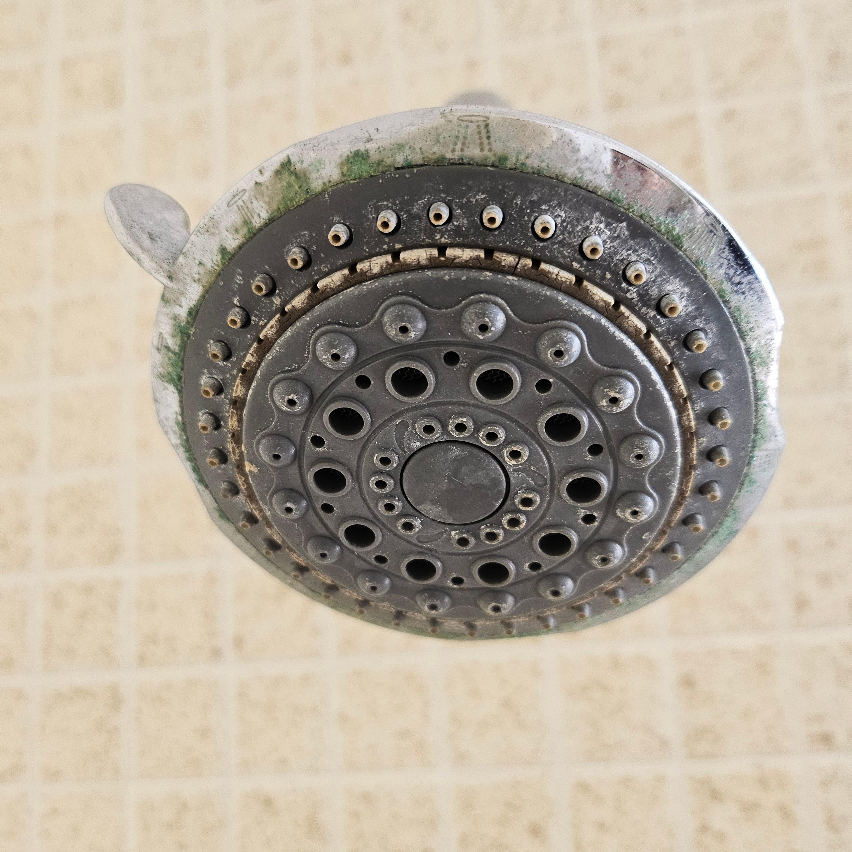Moldy shower head