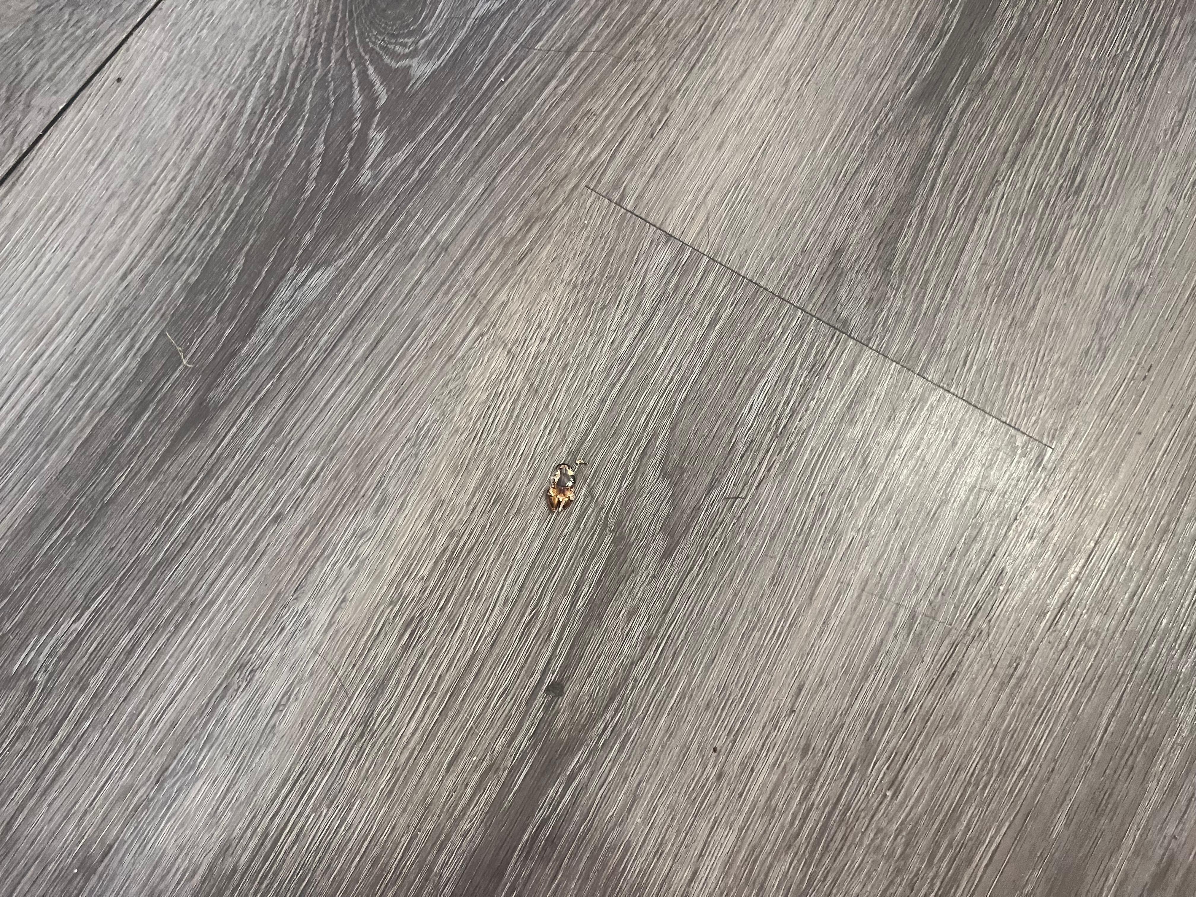 The dead roach that came out the bed