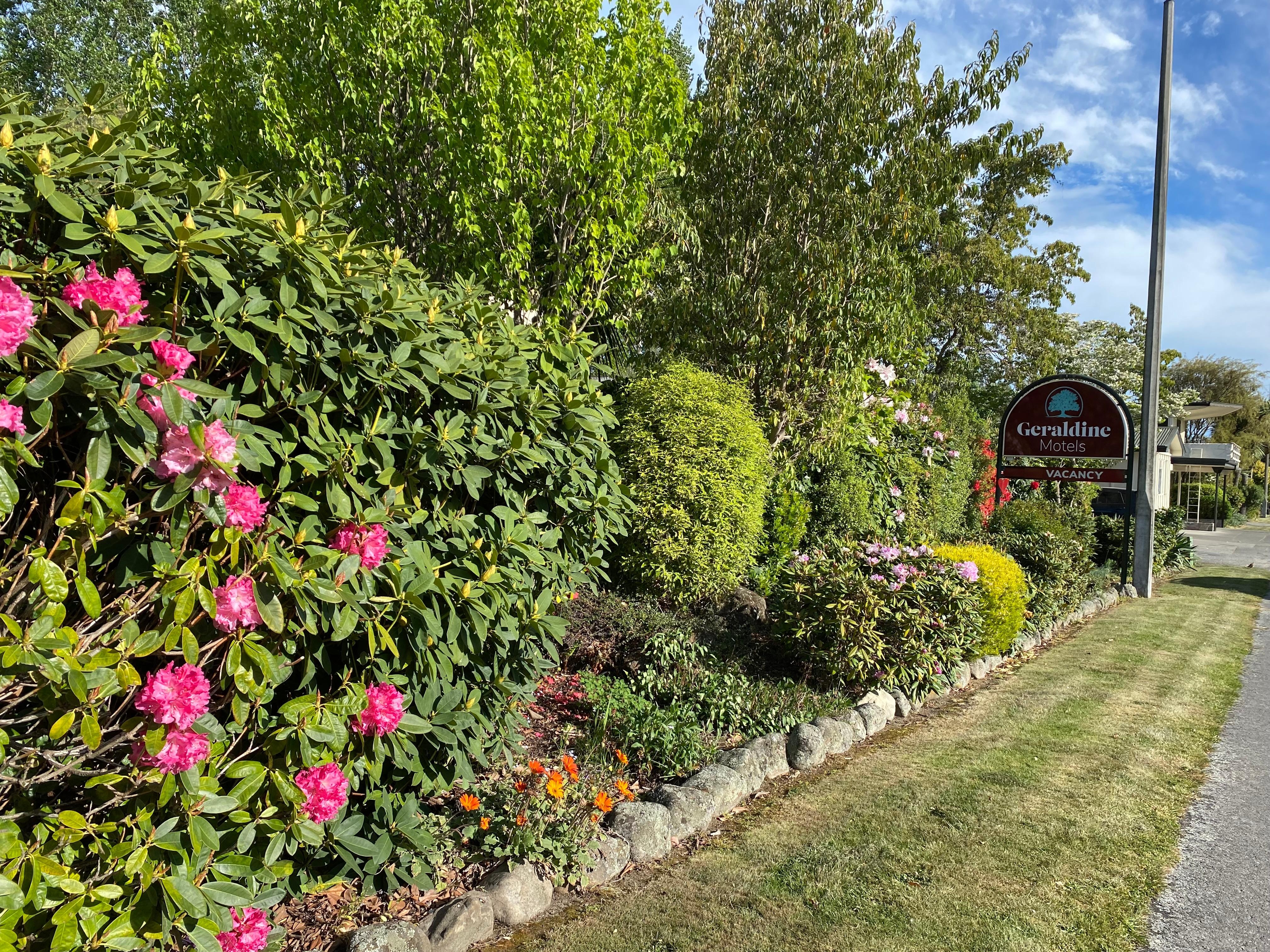 Pretty rhododendron in the garden in front of the motel