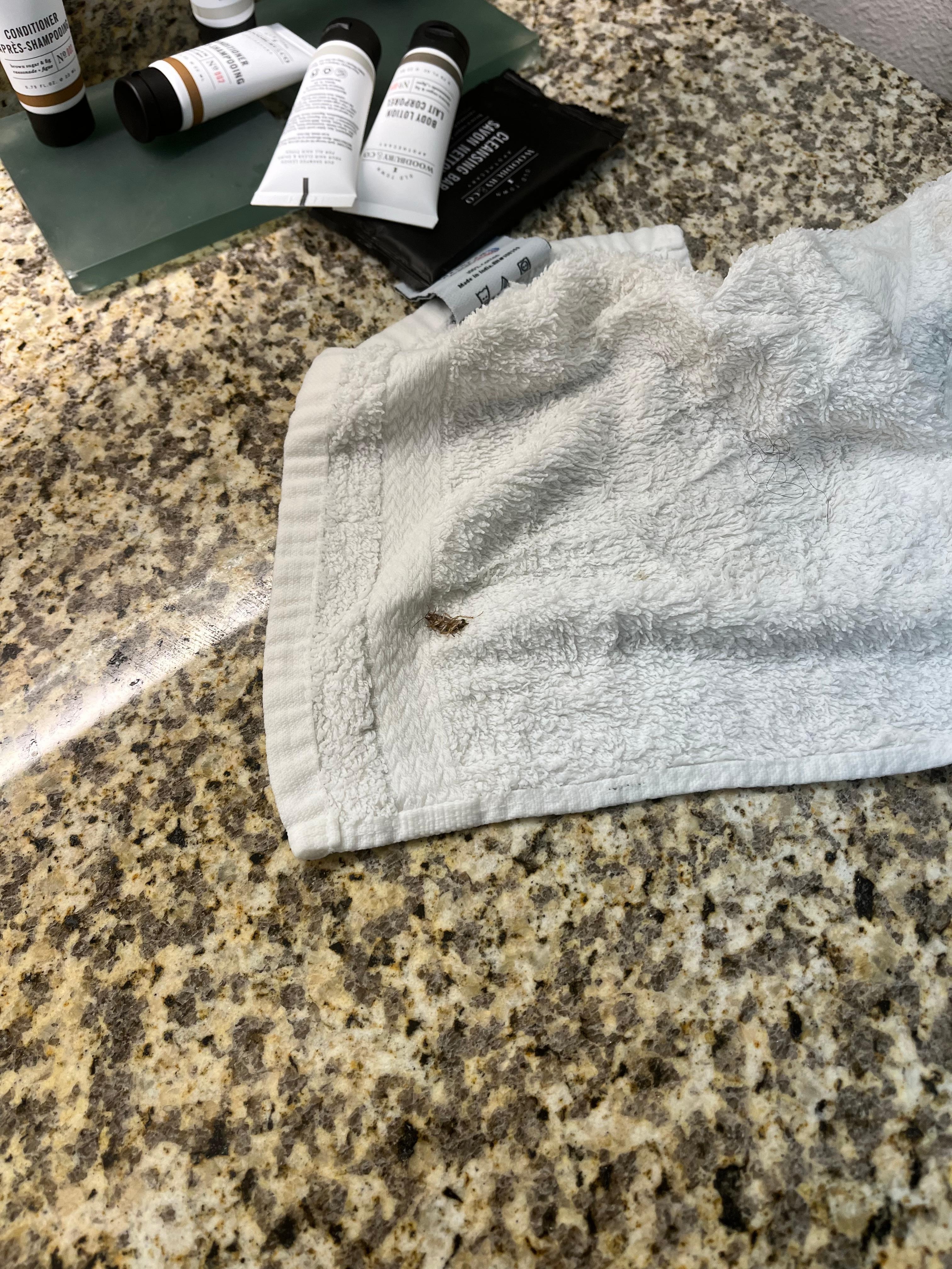 A roach I found in the bathroom