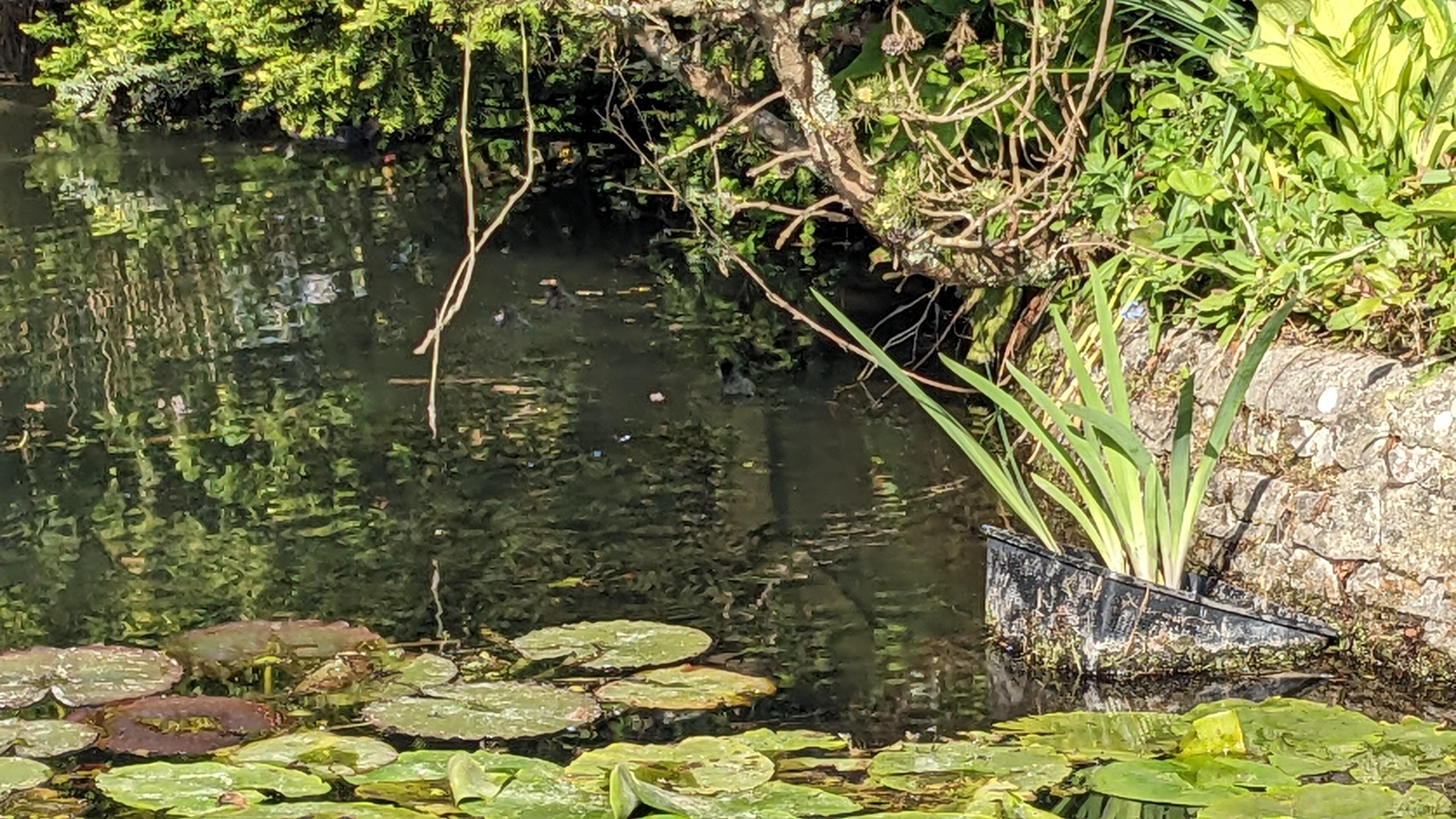 Le bassin du parc du gite