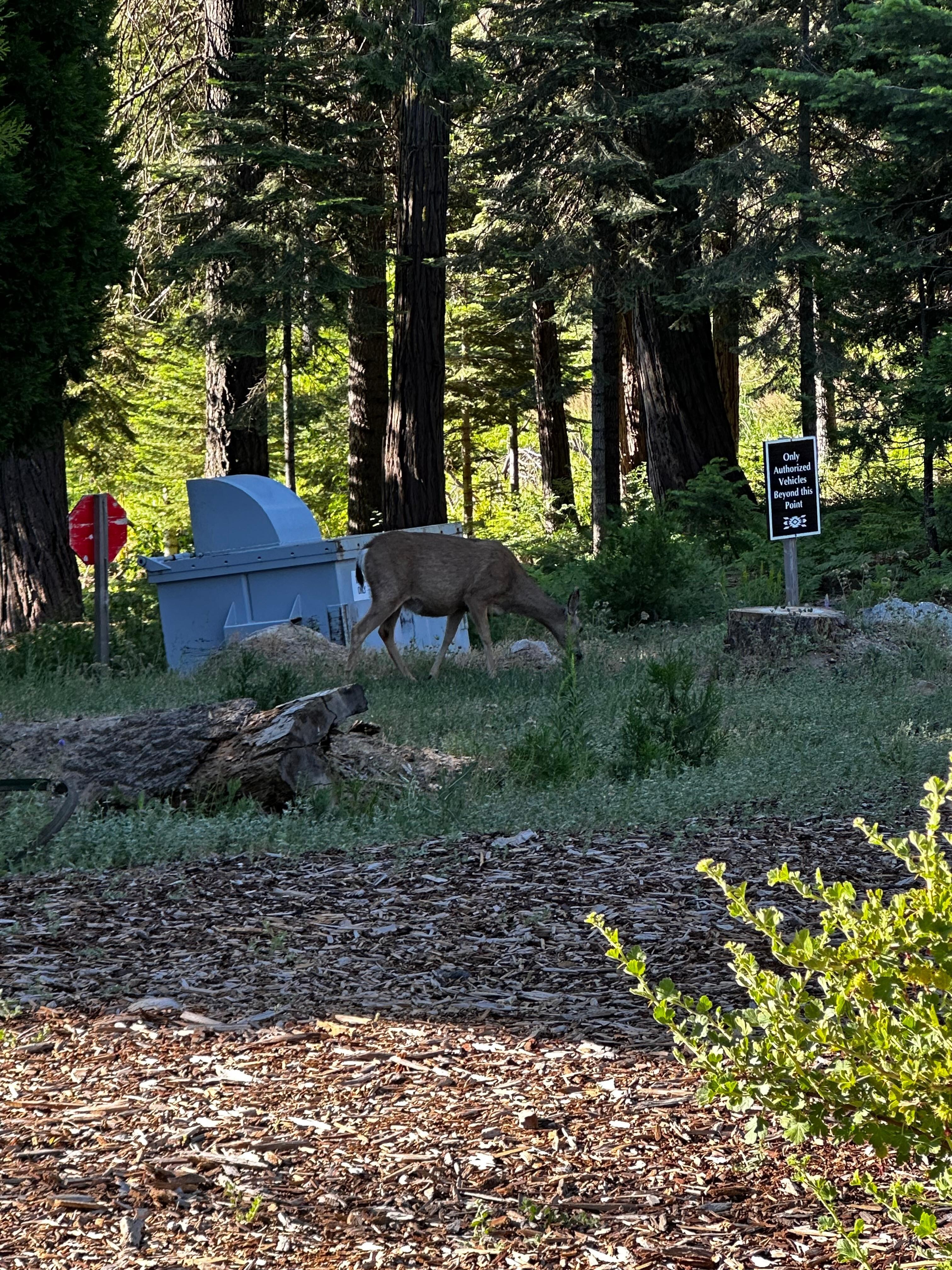 Spotted a friend just hanging out outside the clubhouse. 