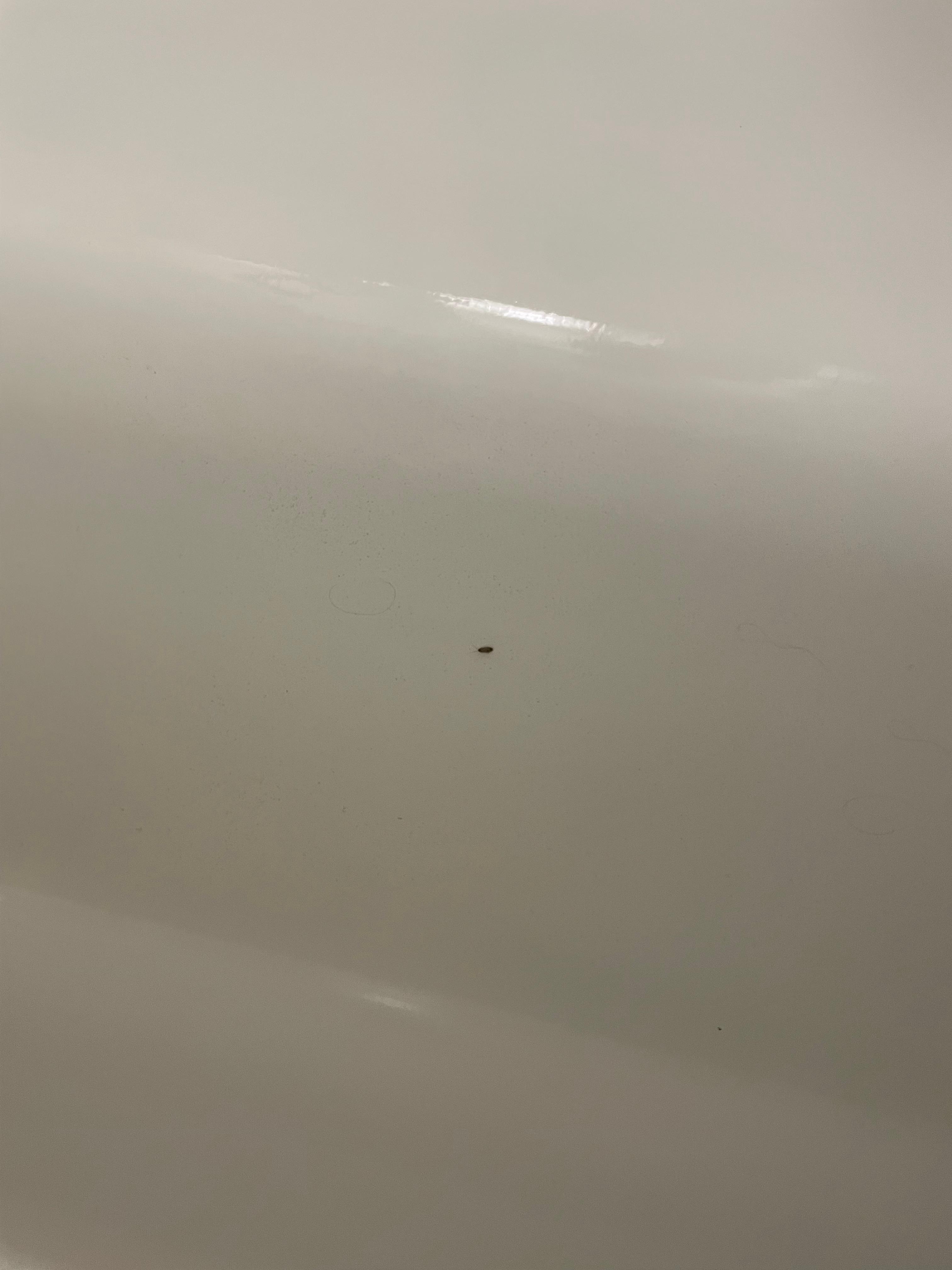 Bug in tub