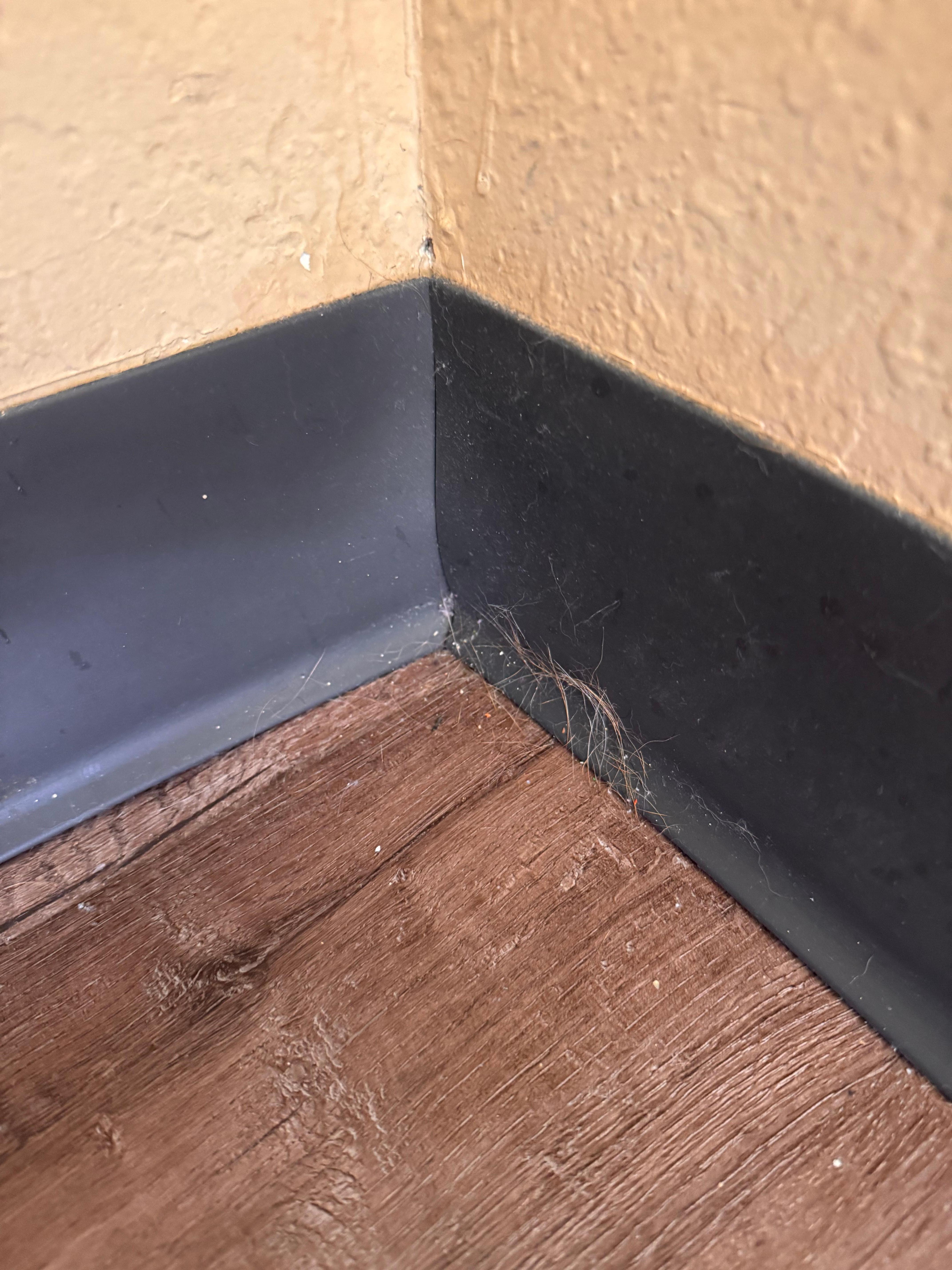 Dust bunnies and hair every corner