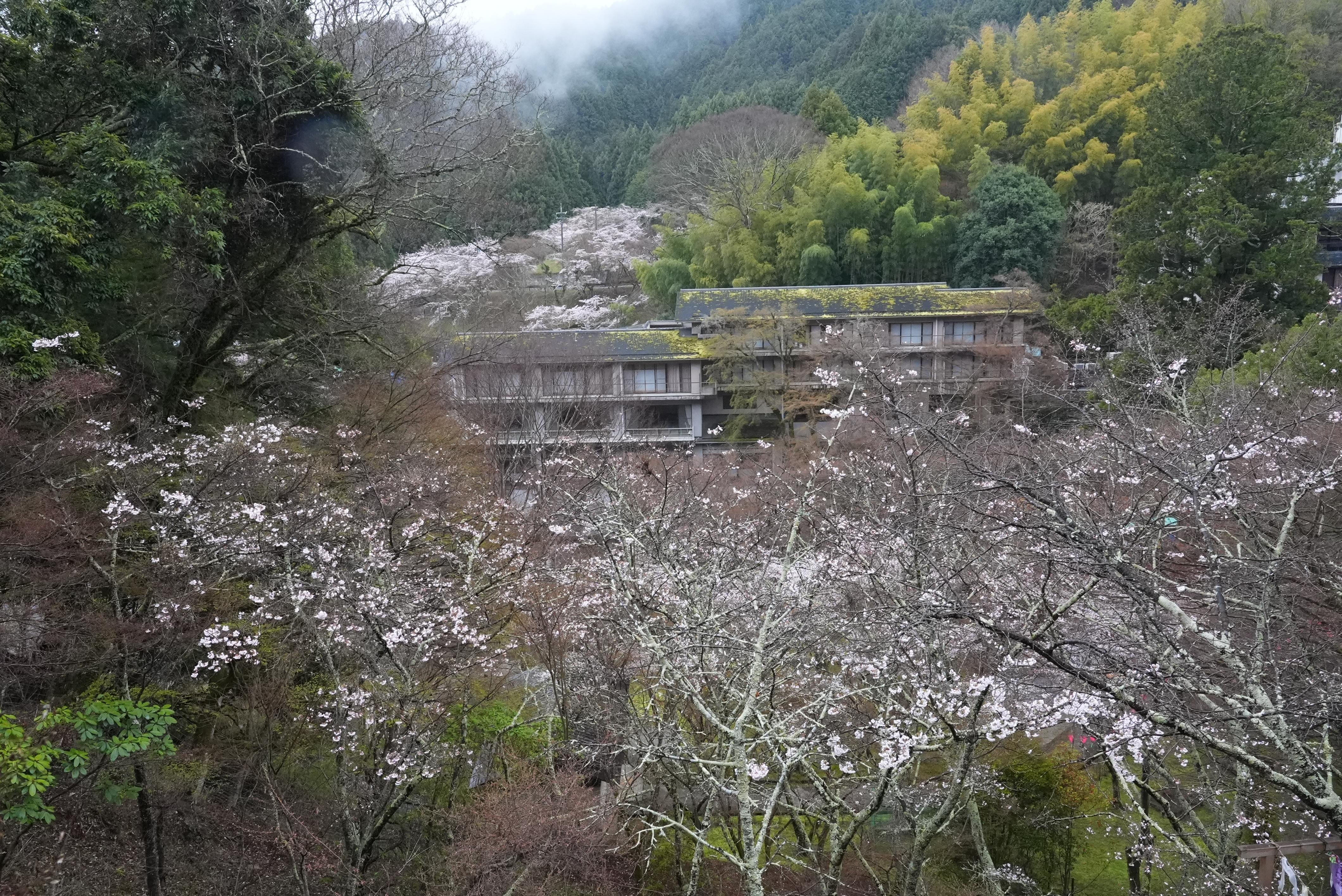 Hotel and cherry blossom