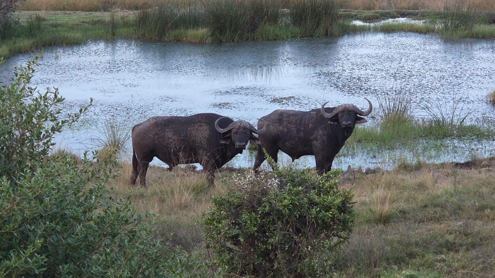Buffalo at the watering hole in front of our lodge.
